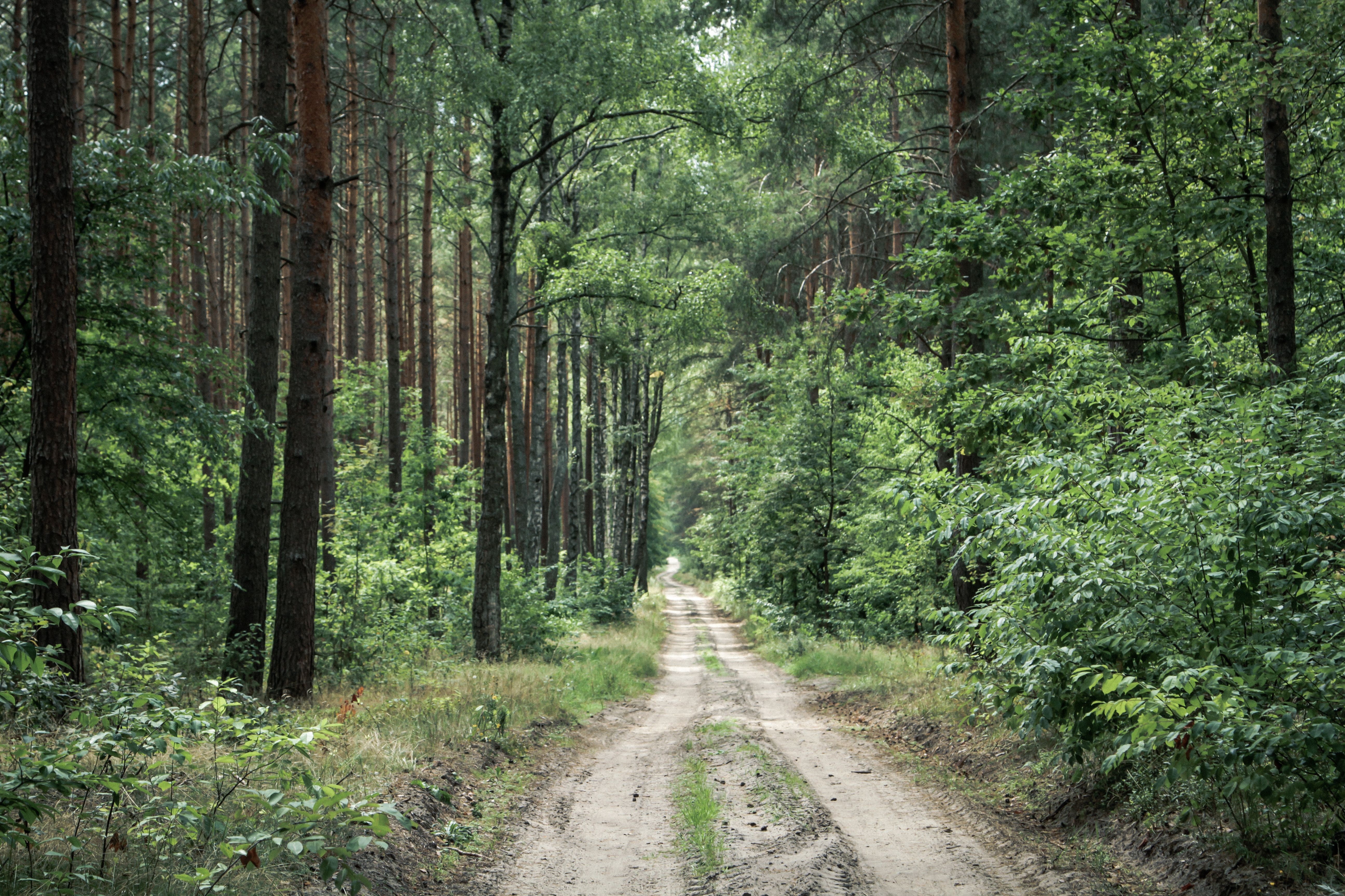 Narrow path in forest among green trees and bushes · Free Stock Photo