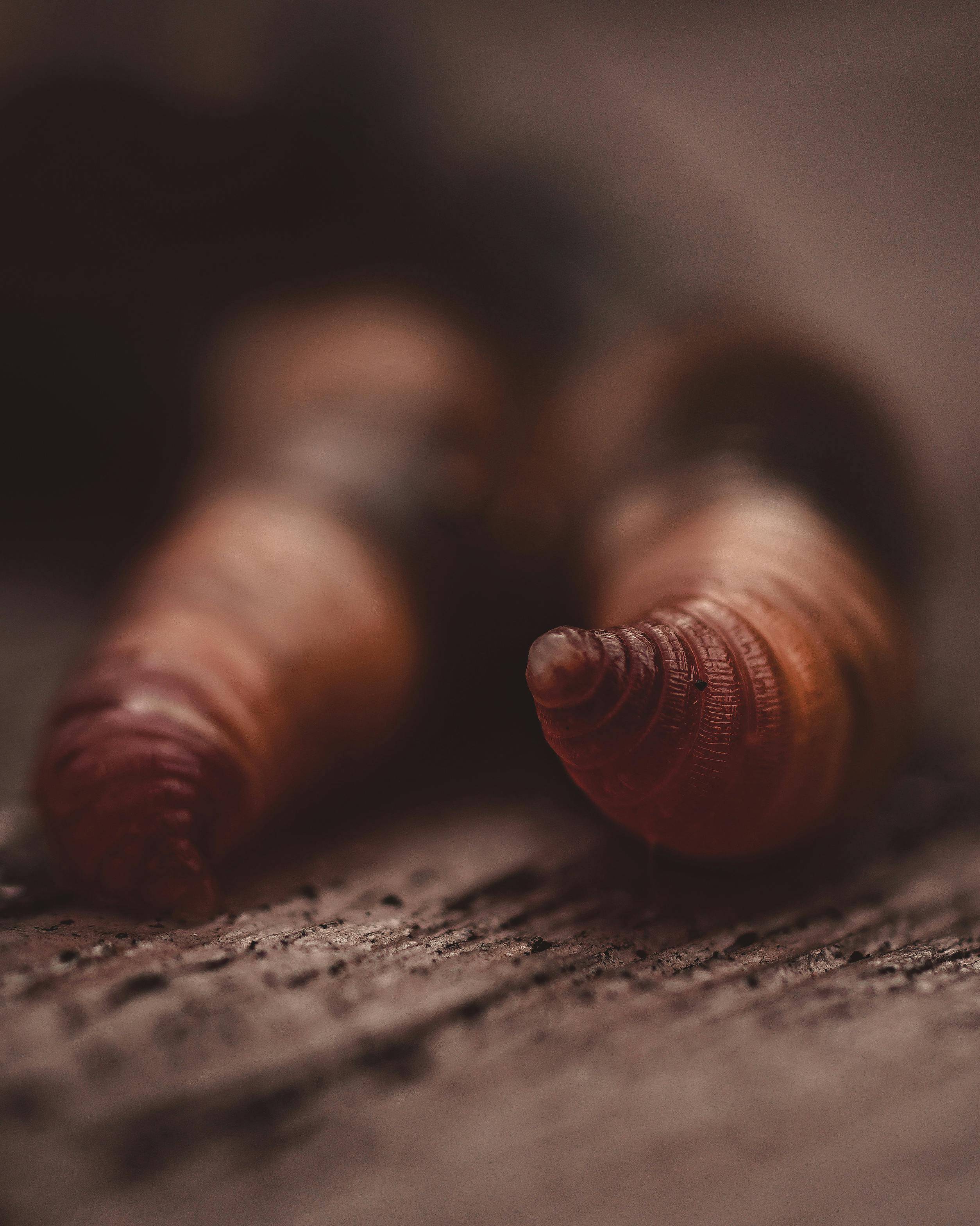 Worm Macro Photos, Download The BEST Free Worm Macro Stock Photos & HD ...