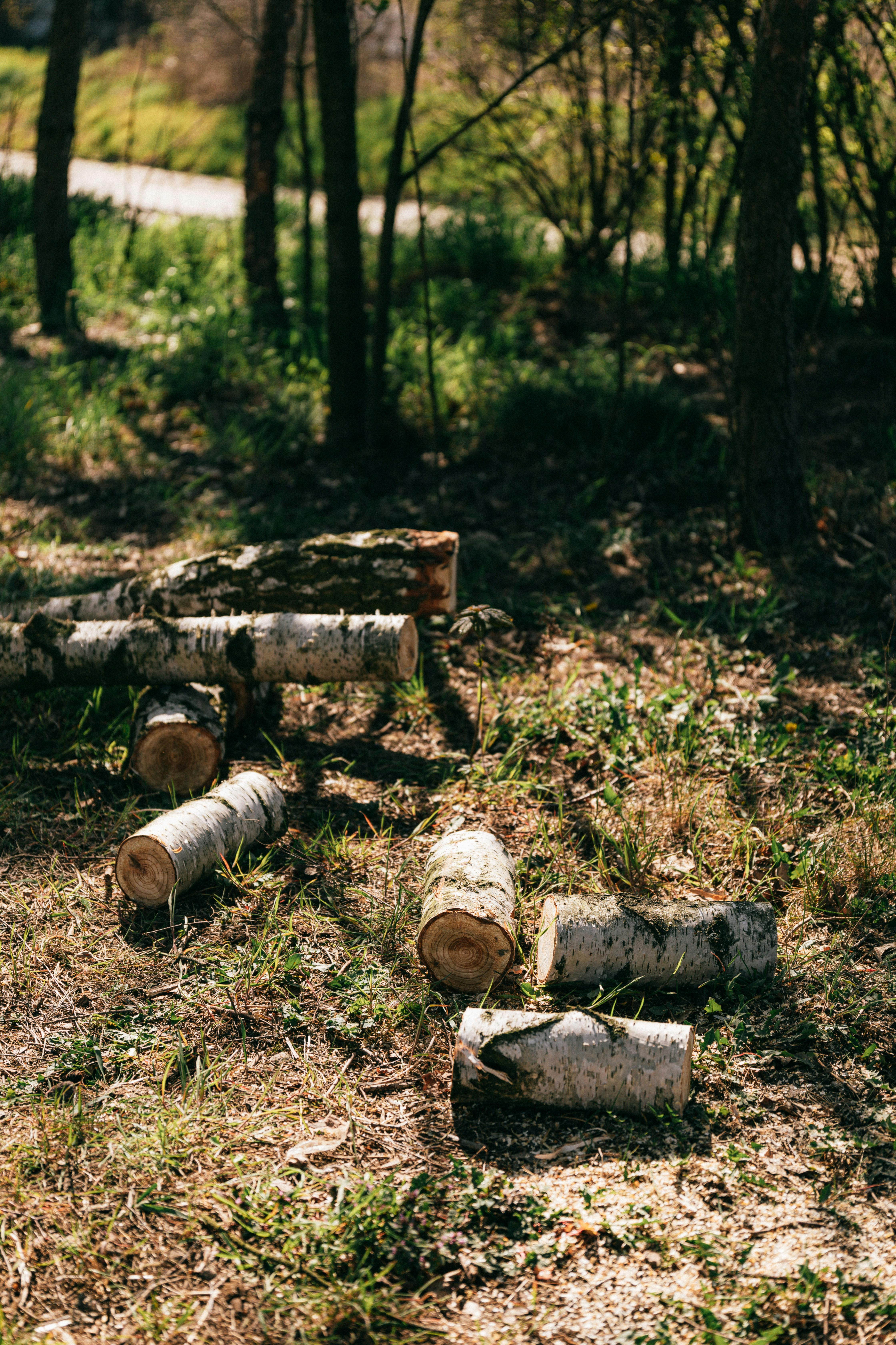 Tree Log · Free Stock Photo