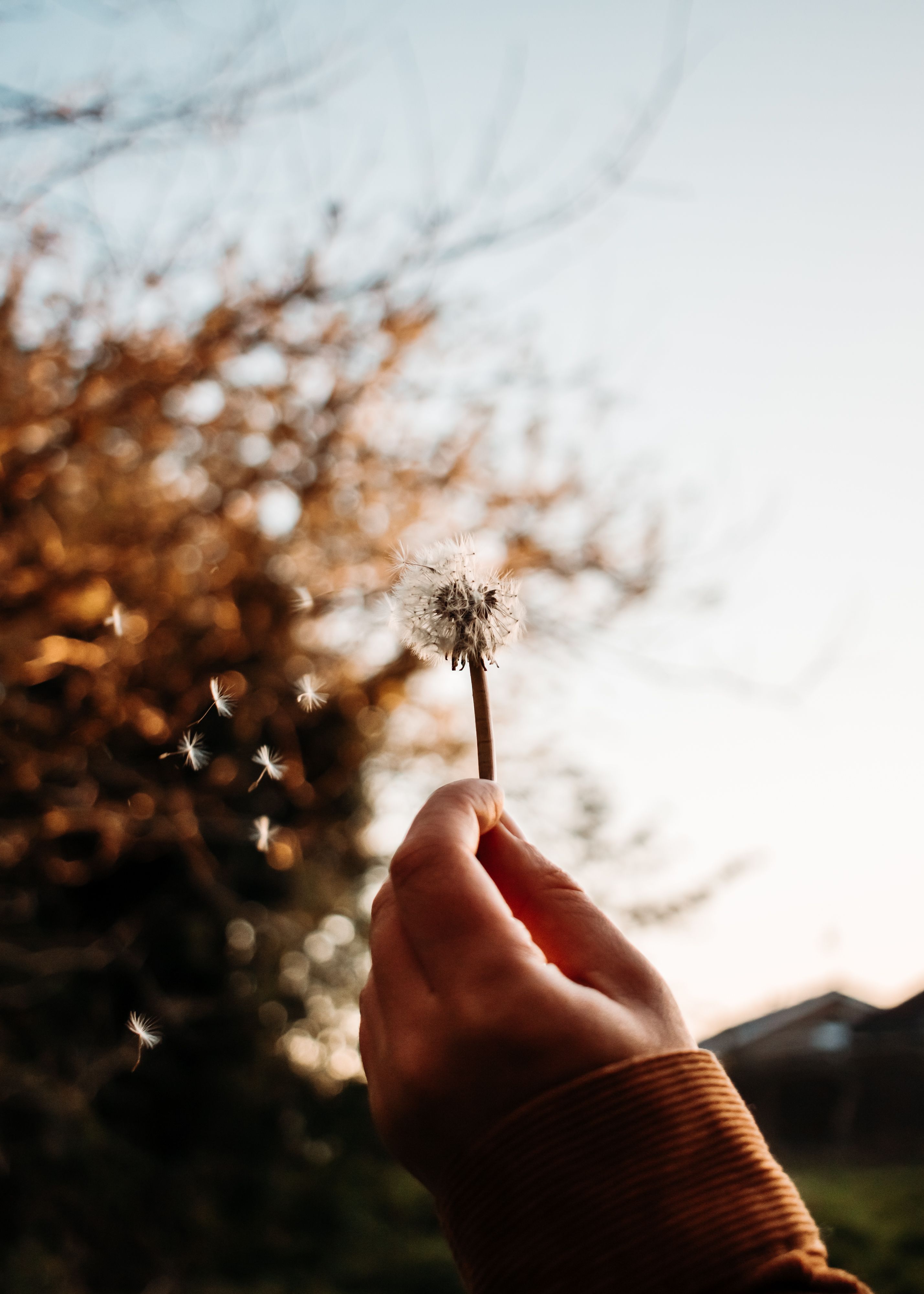 Wind Blowing Tree Photos, Download The BEST Free Wind Blowing Tree ...