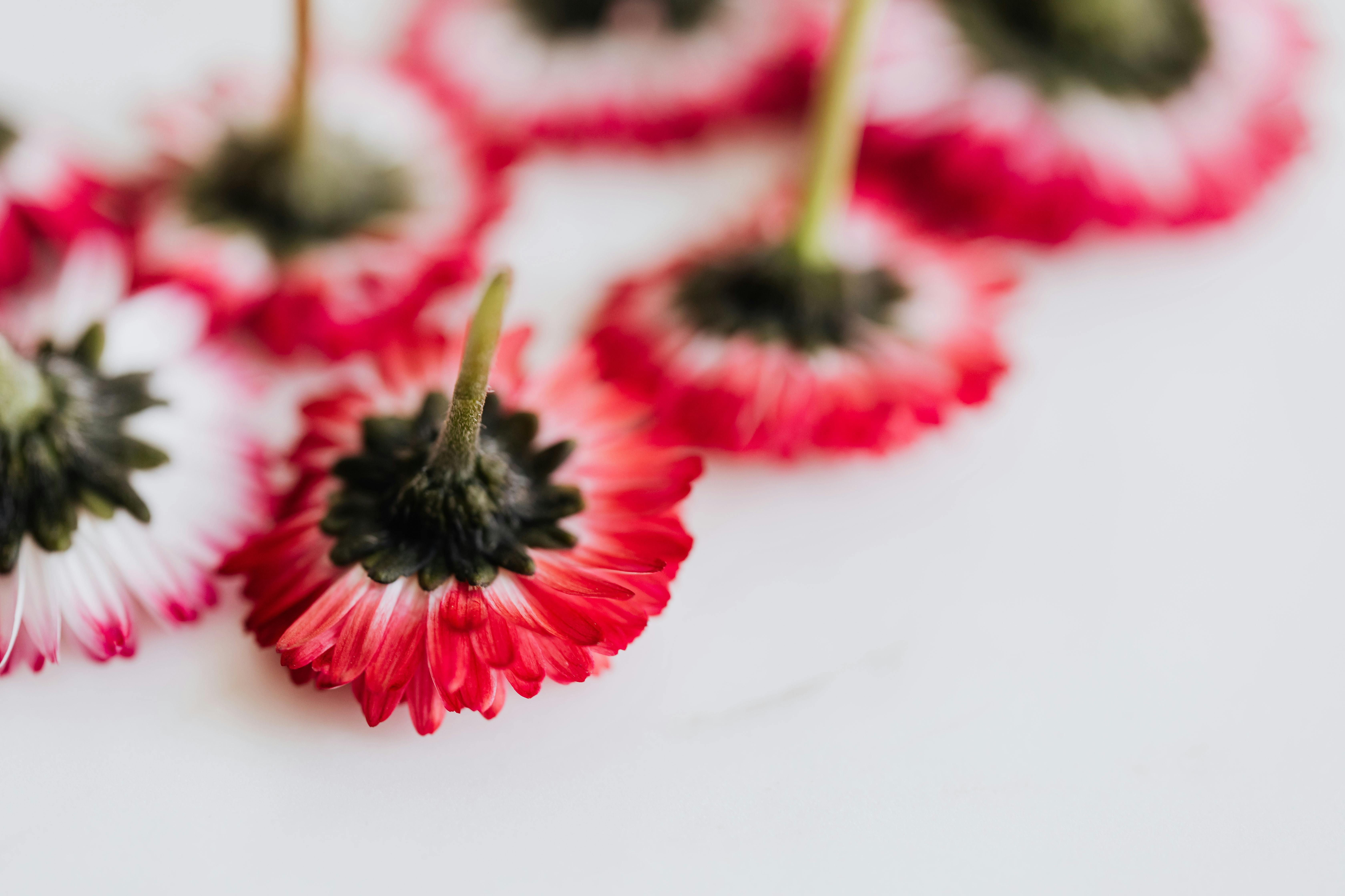 Red Petaled Flowers · Free Stock Photo