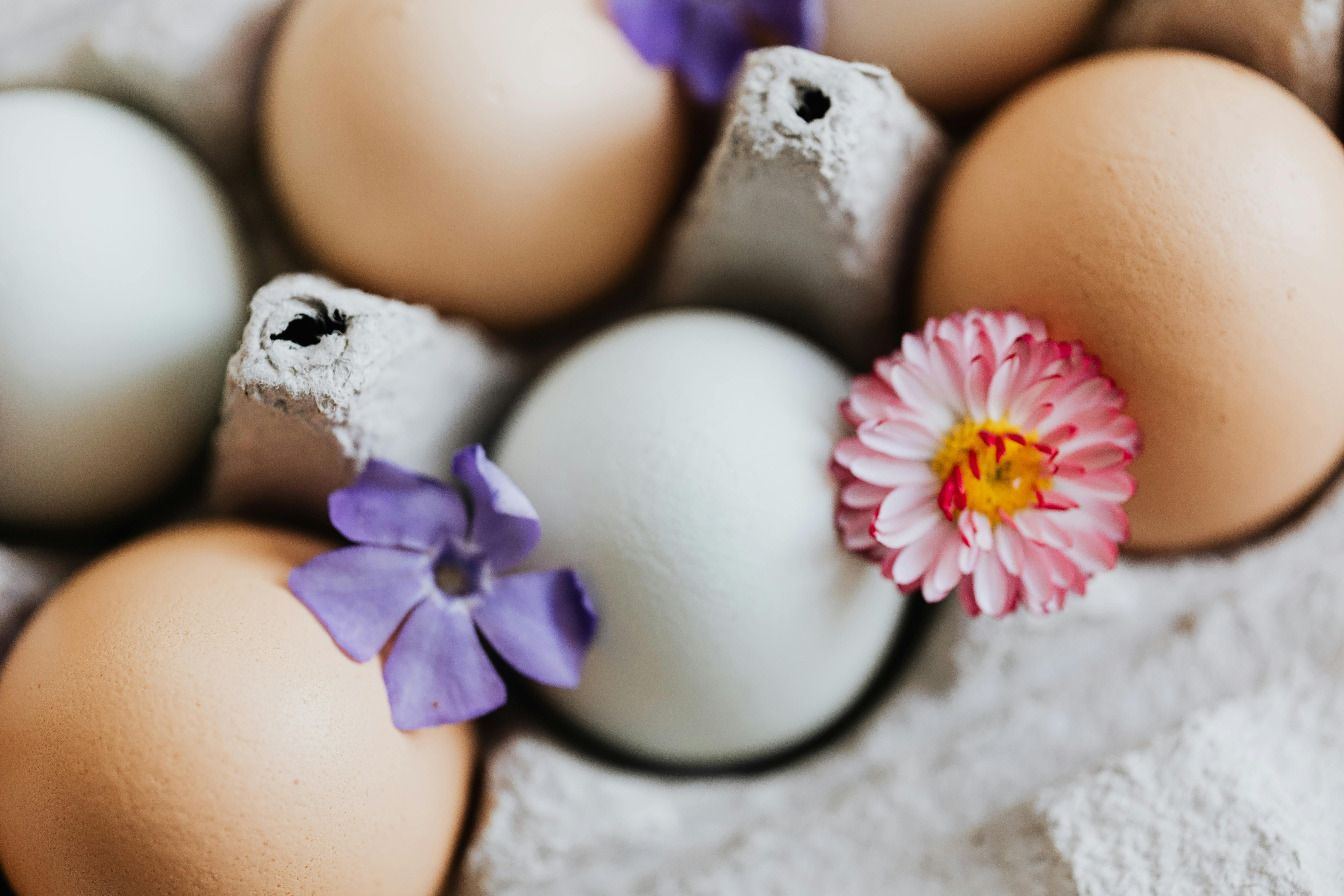 Eggs and Flowers · Free Stock Photo