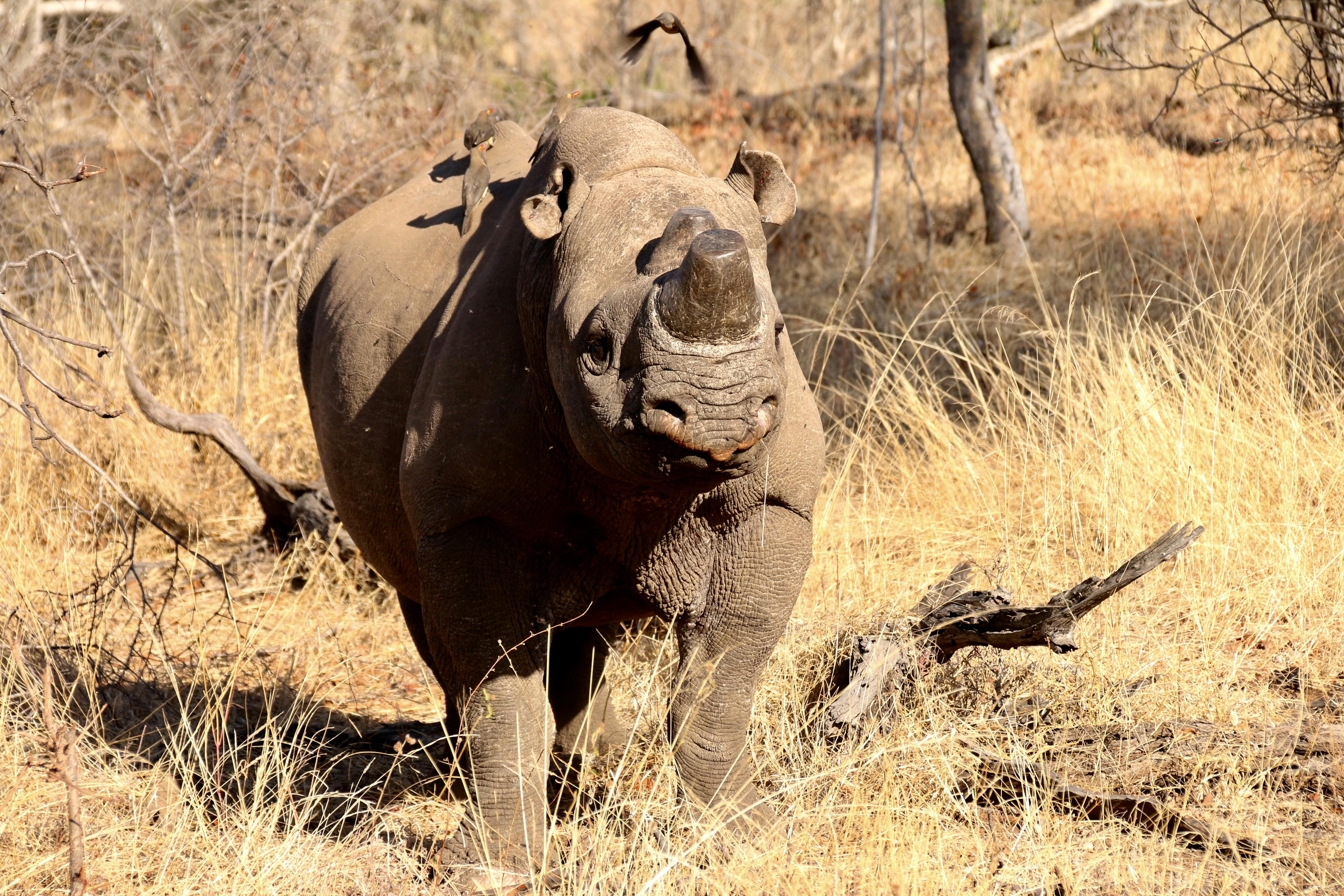 South African Savanna Photos, Download The BEST Free South African ...