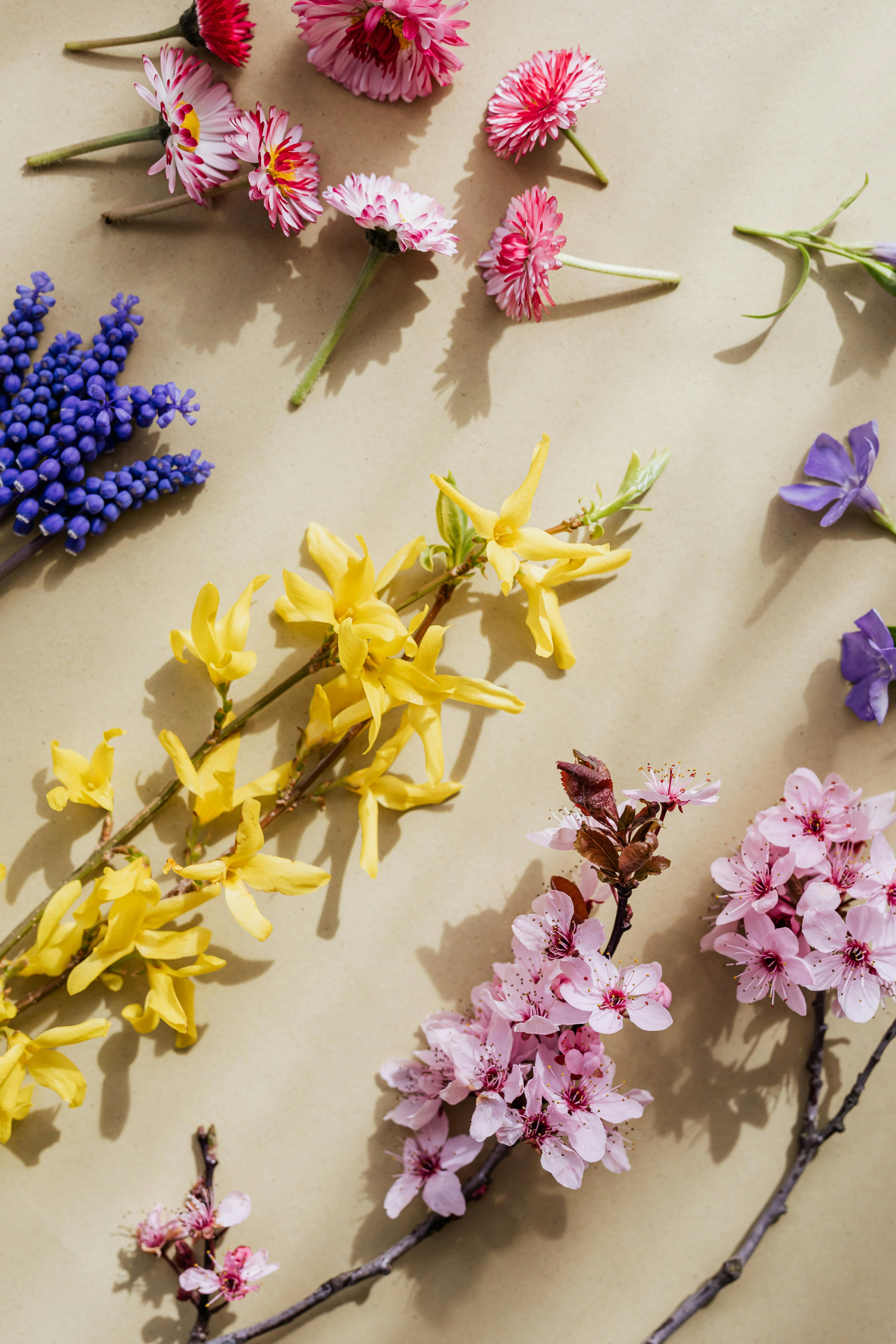 Set of colorful assorted flowers on beige background · Free Stock Photo