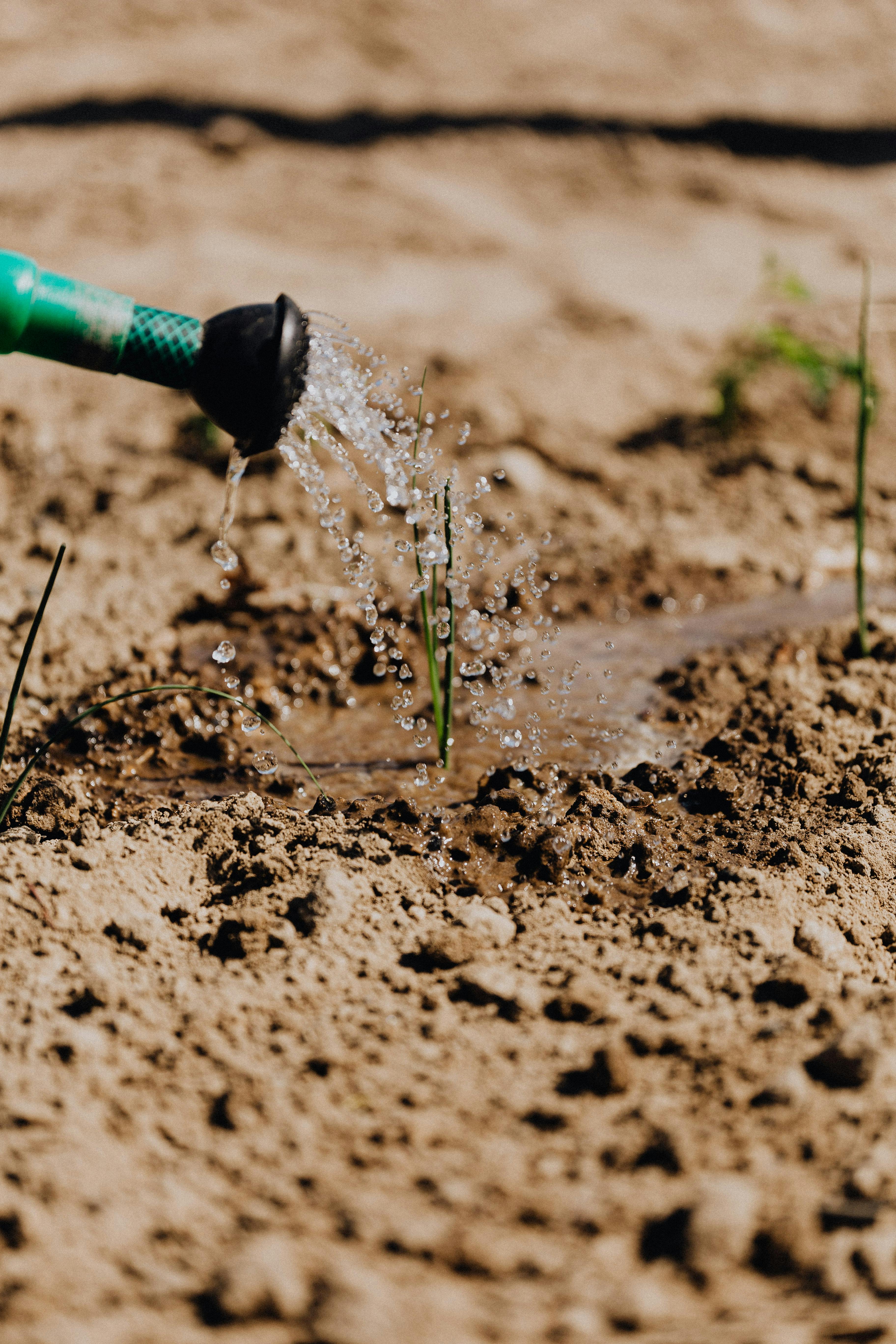 Delicate Growing Plants Being Watered · Free Stock Photo