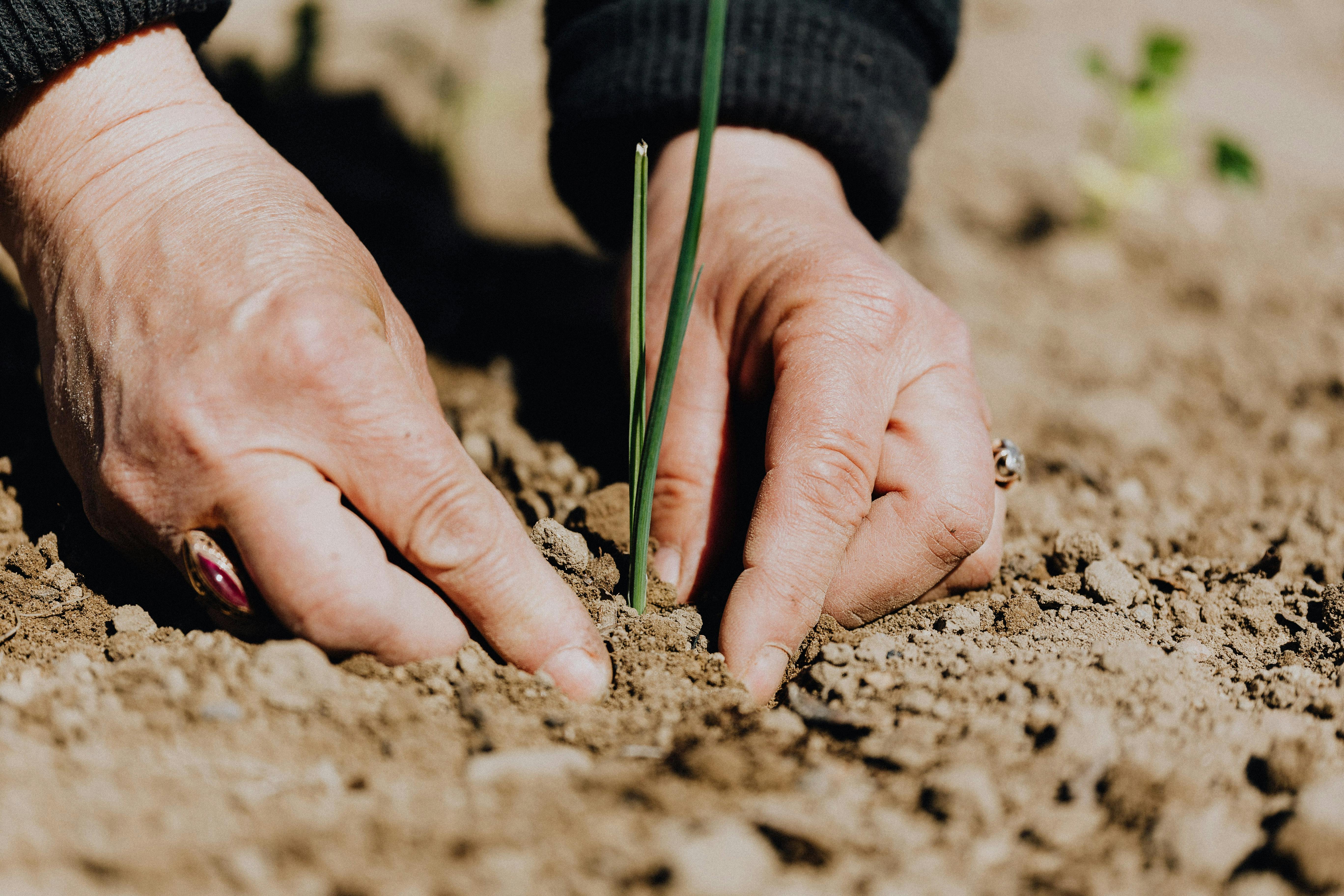 Faceless woman working with soil in garden · Free Stock Photo