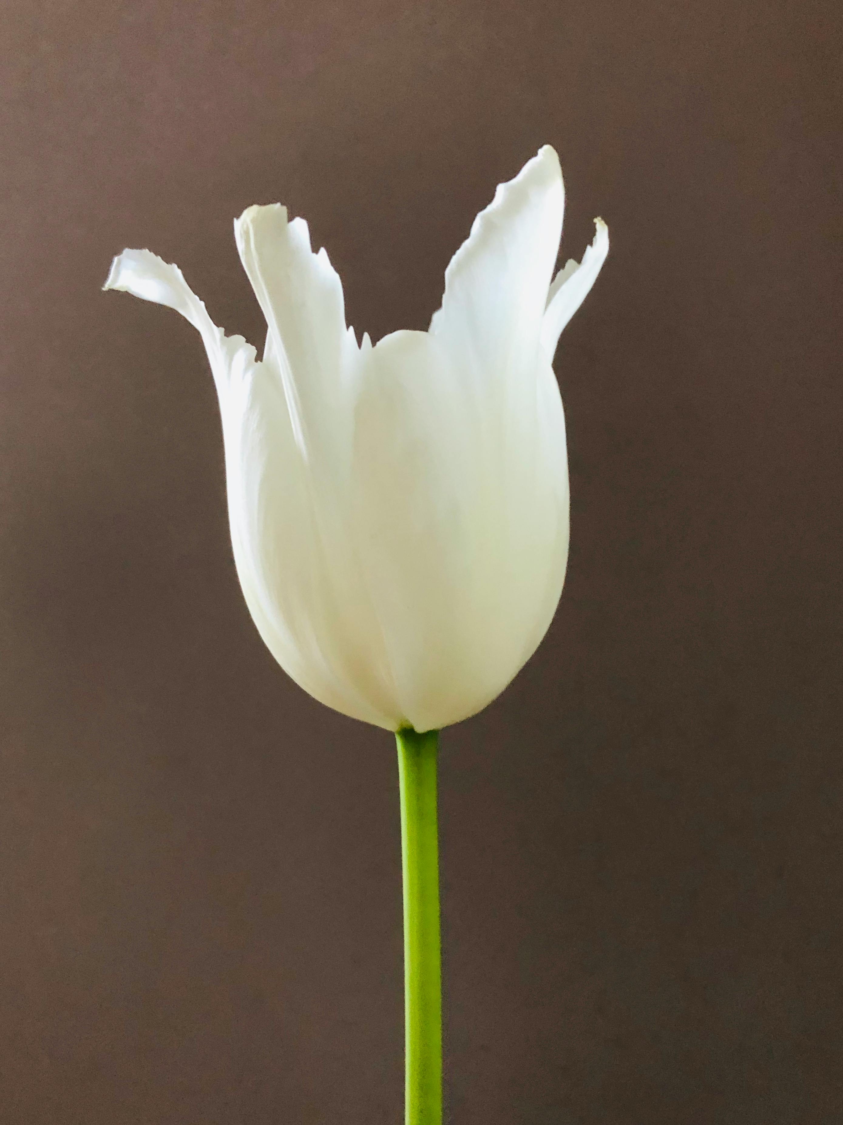 Flowers 1096 Photos & Videos Collected by Emese