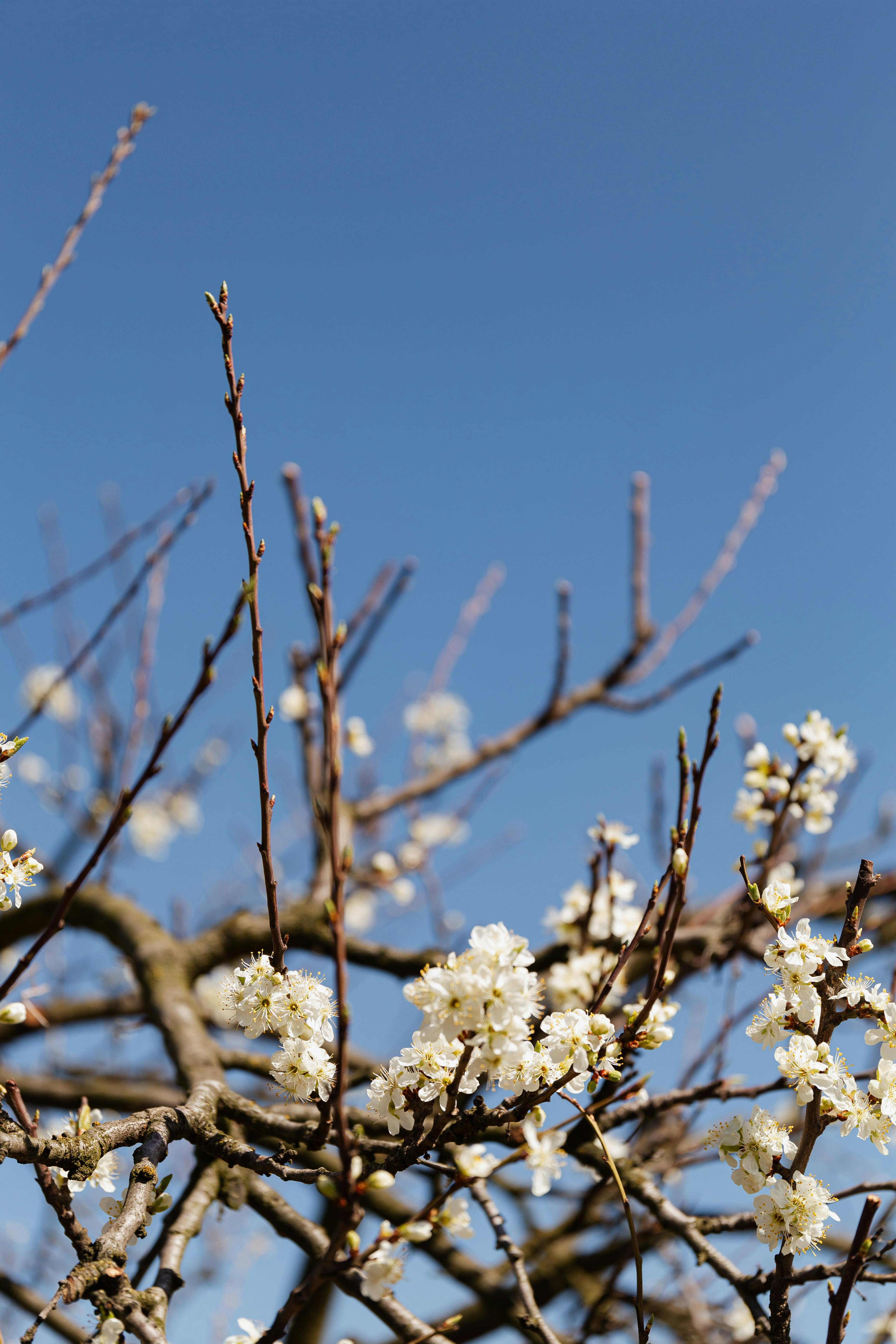 Tender spring flowers on branch in park · Free Stock Photo