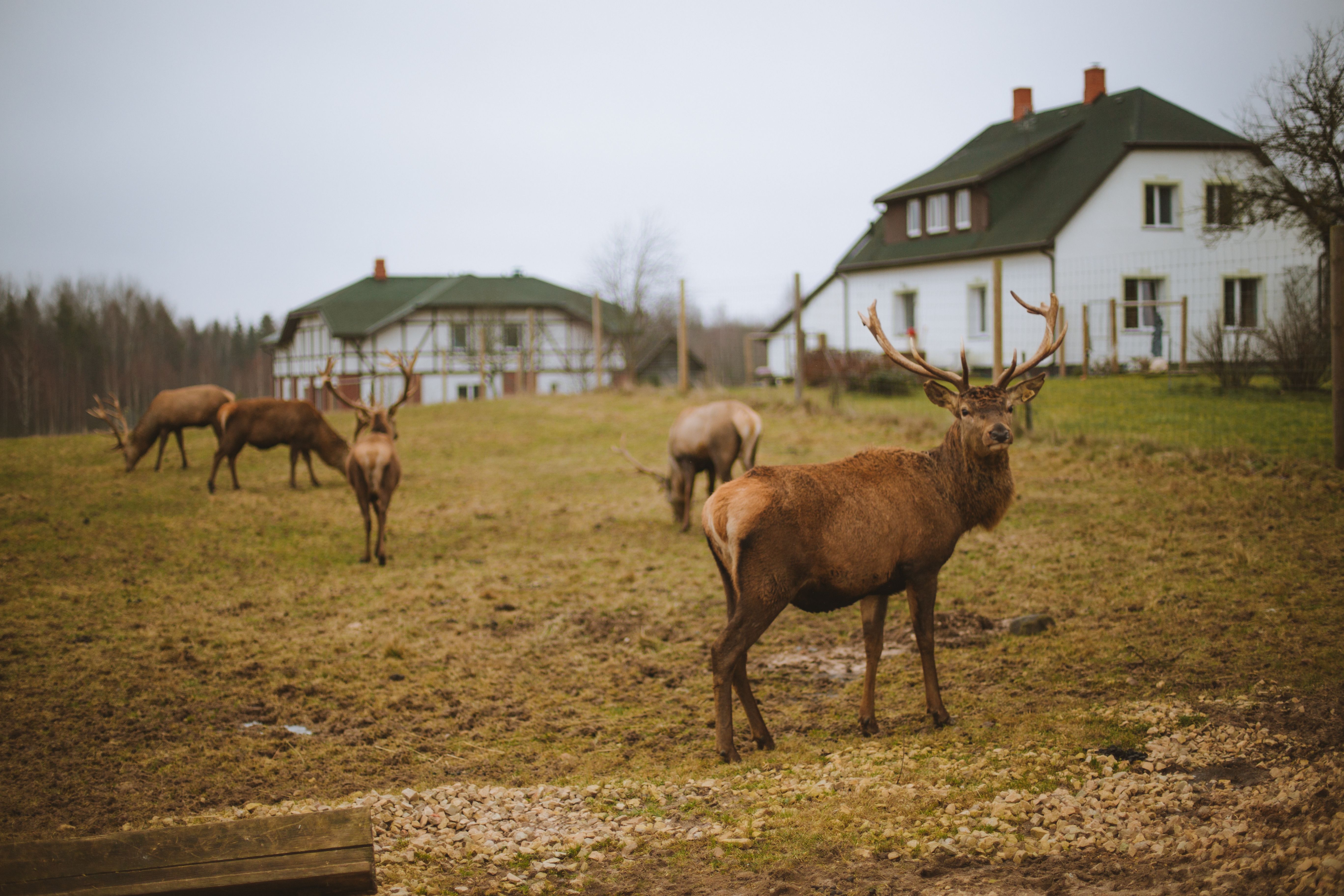 Herd of Deer on Field · Free Stock Photo