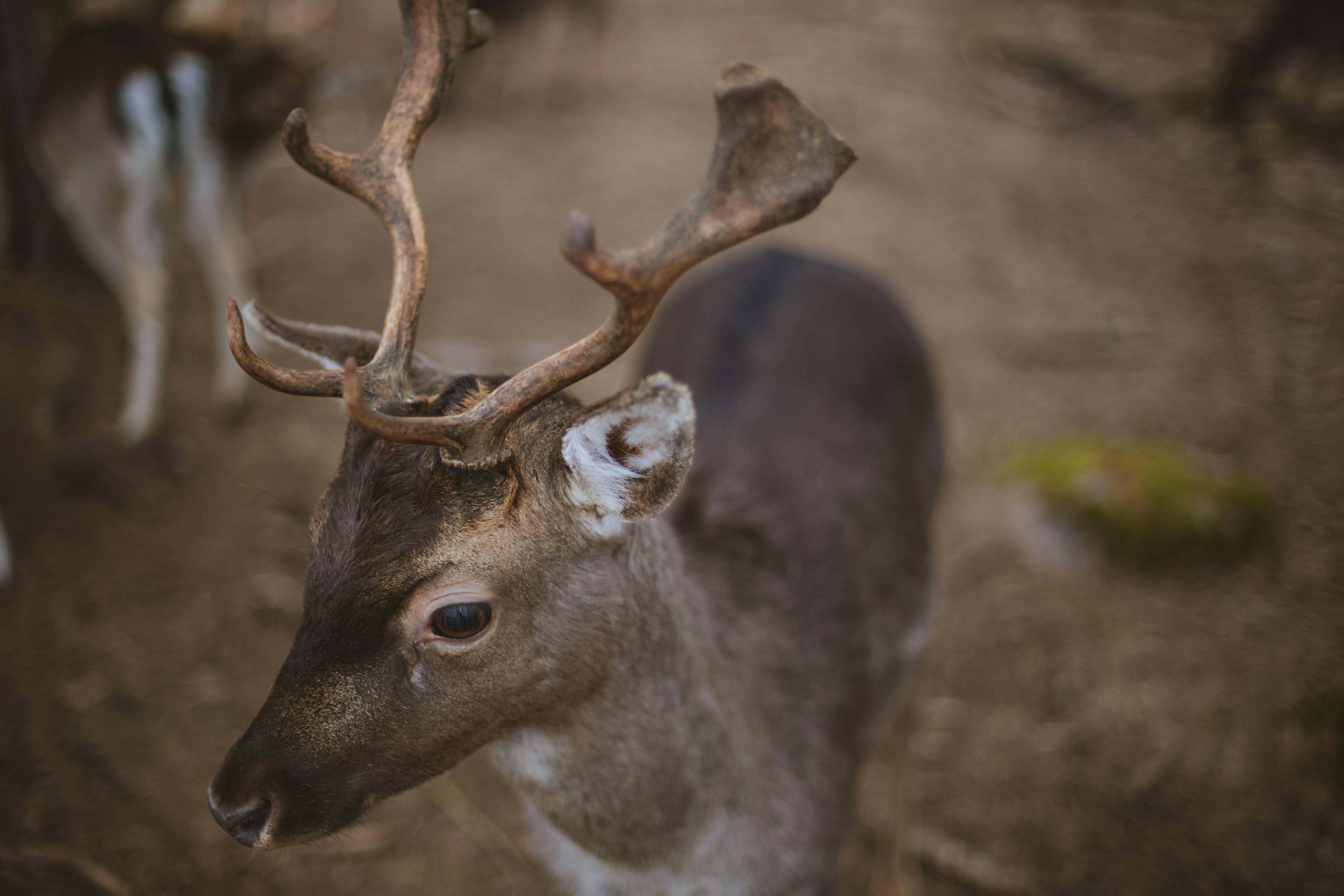 Selective Photography of Gray Moose · Free Stock Photo