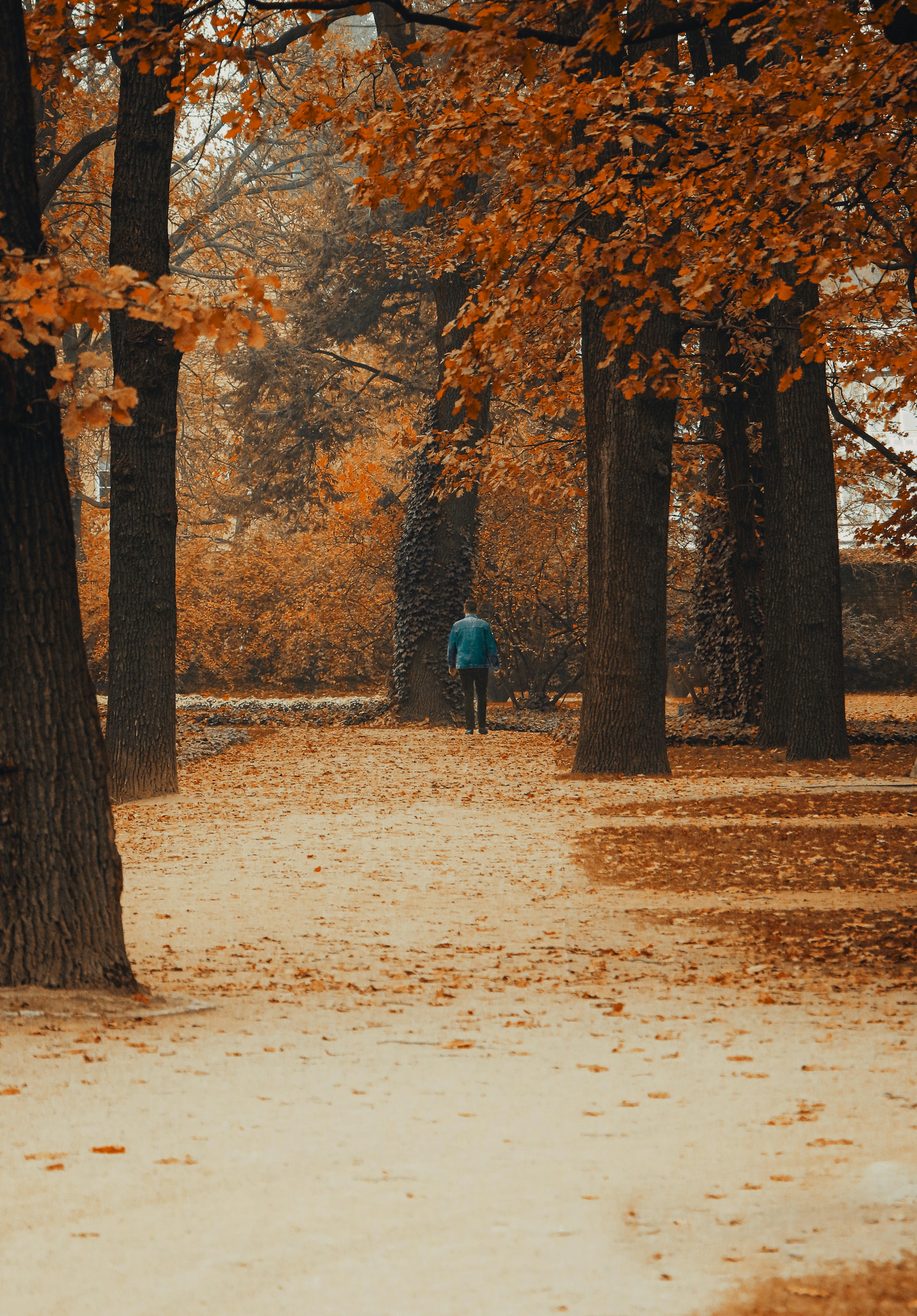 Person in between Tall Autumn Trees · Free Stock Photo