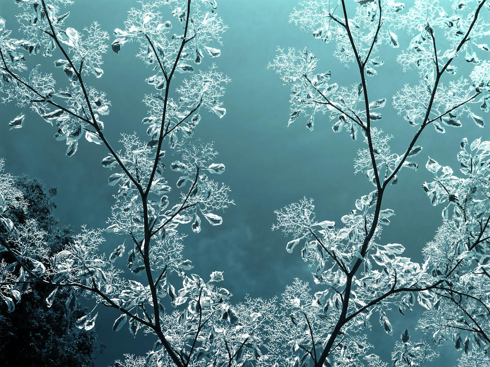 Frost Photos, Download The BEST Free Frost Stock Photos & HD Images