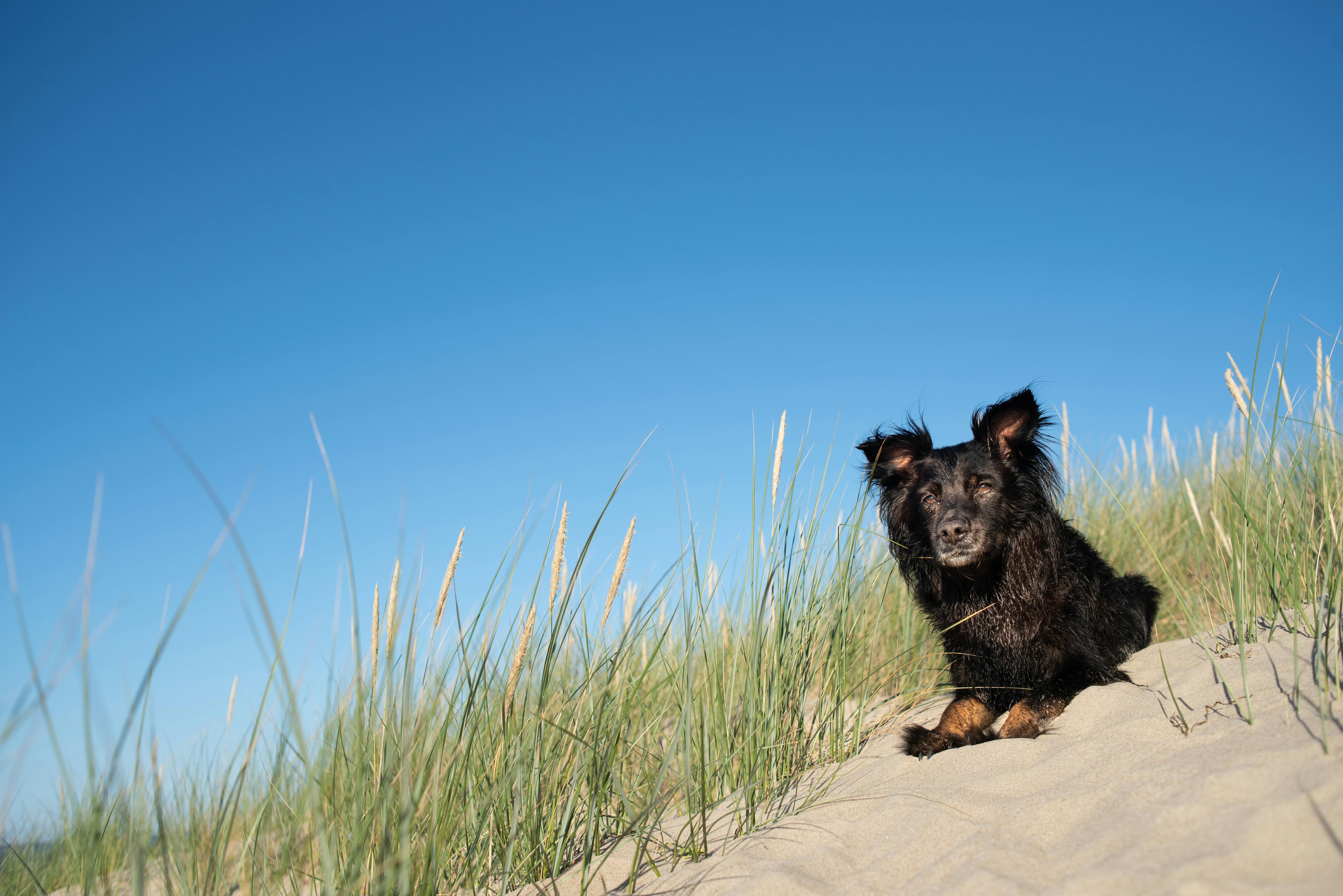 Cute Dog Lying on Sand on the Beach · Free Stock Photo