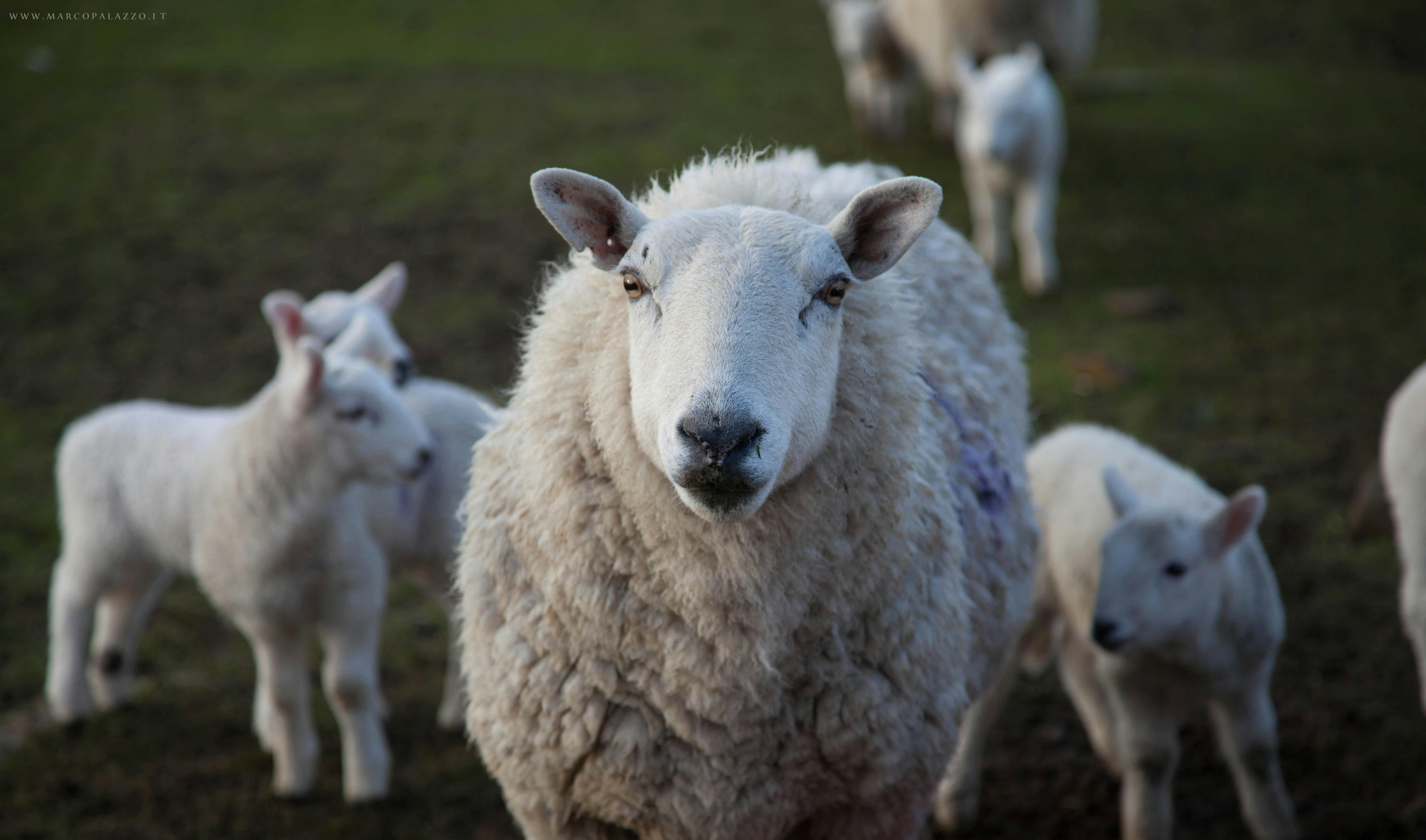 Photo of White Sheep · Free Stock Photo