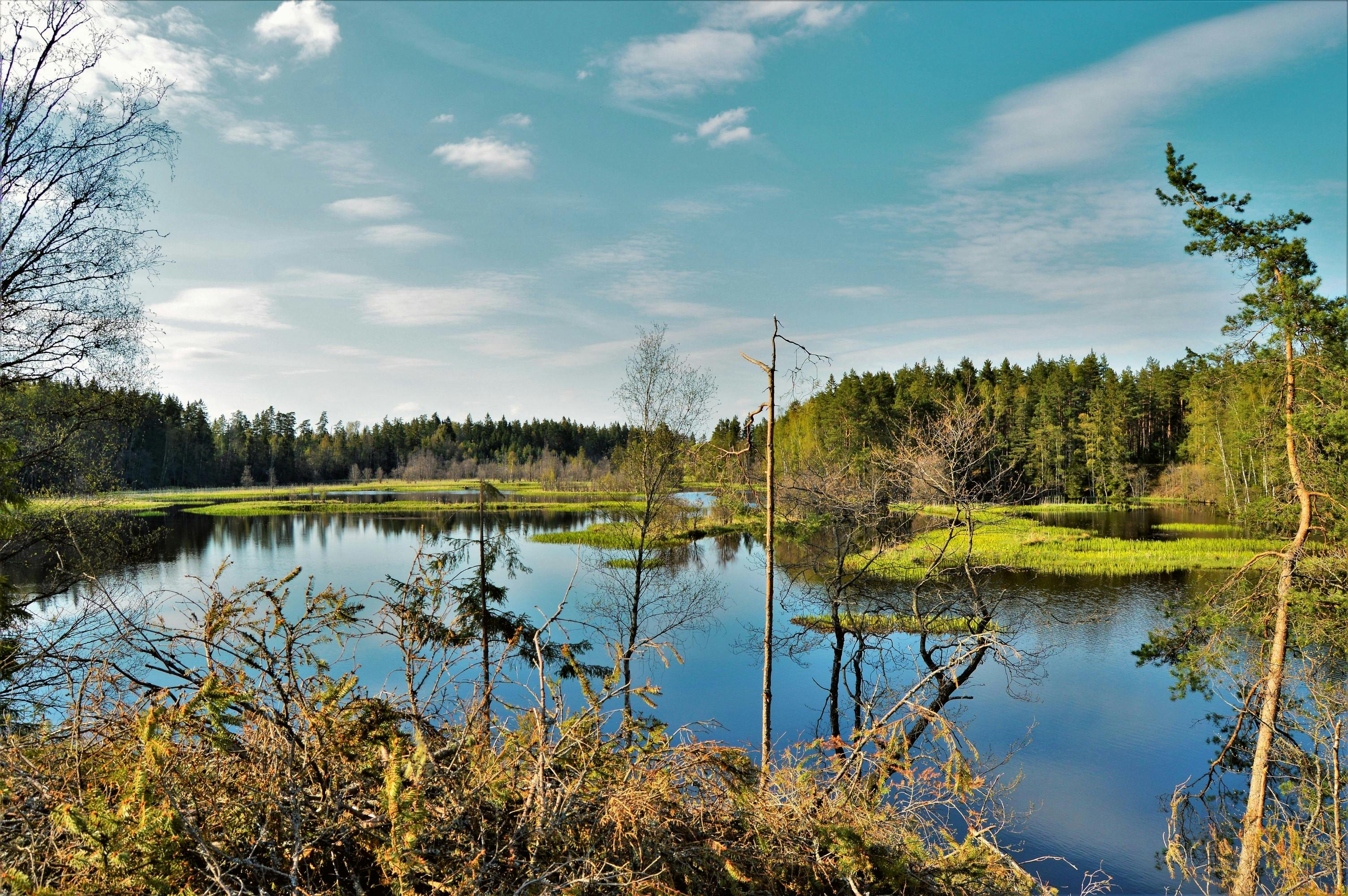 Free stock photo of blue, daytime, forest