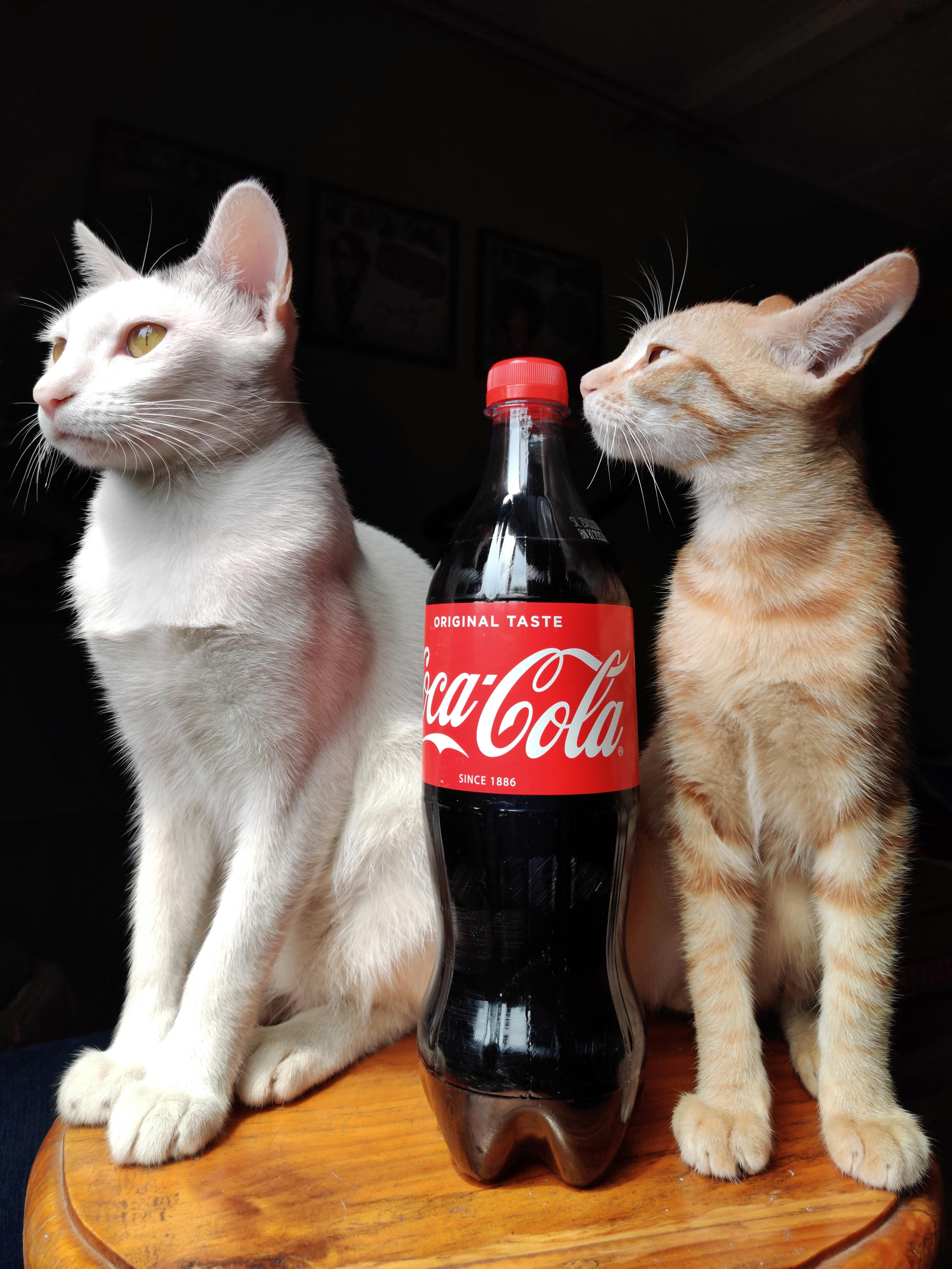 Cats 9 Photos & Videos Collected by Jim Ankan Deka