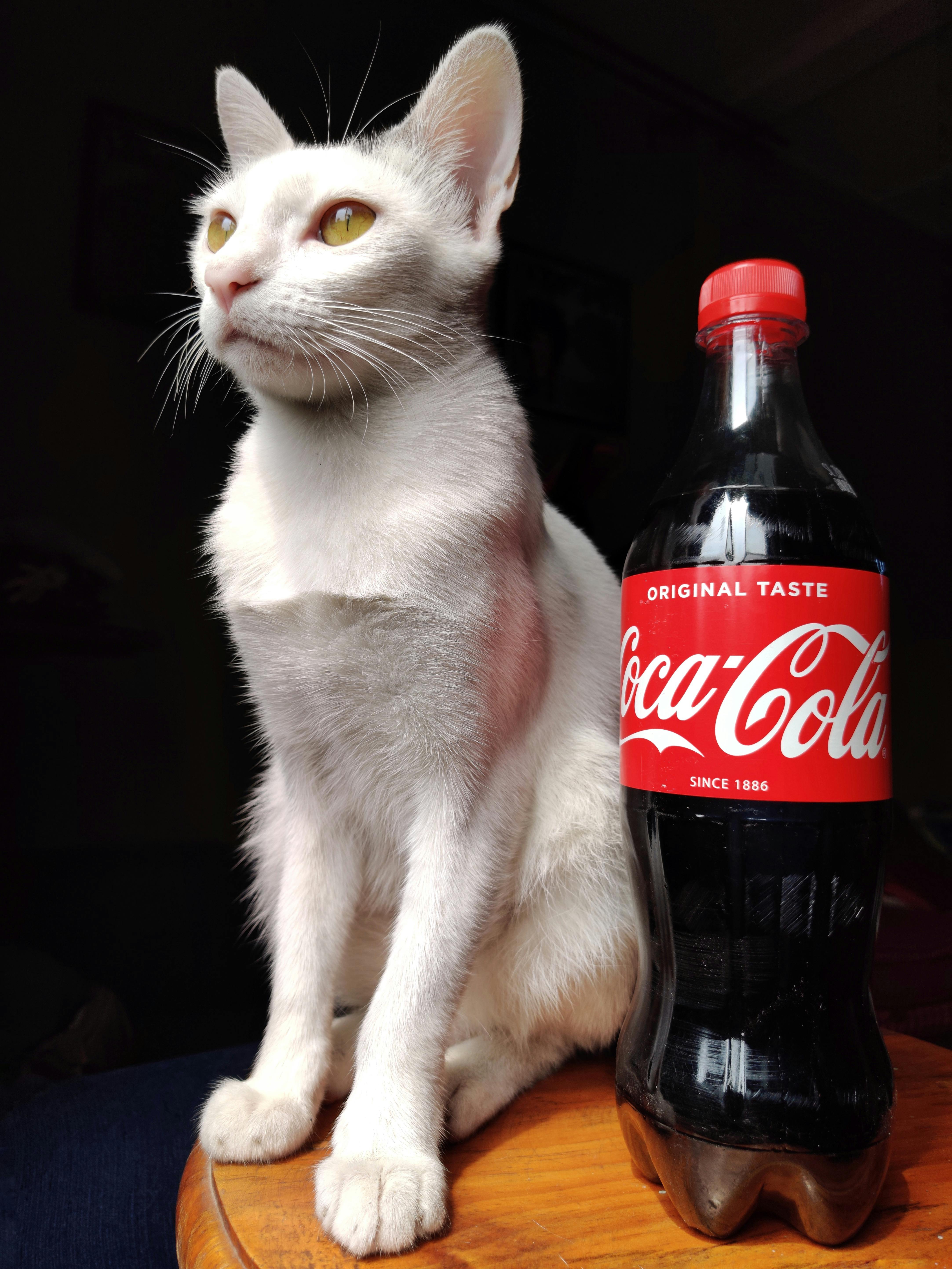 Cats 9 Photos & Videos Collected by Jim Ankan Deka