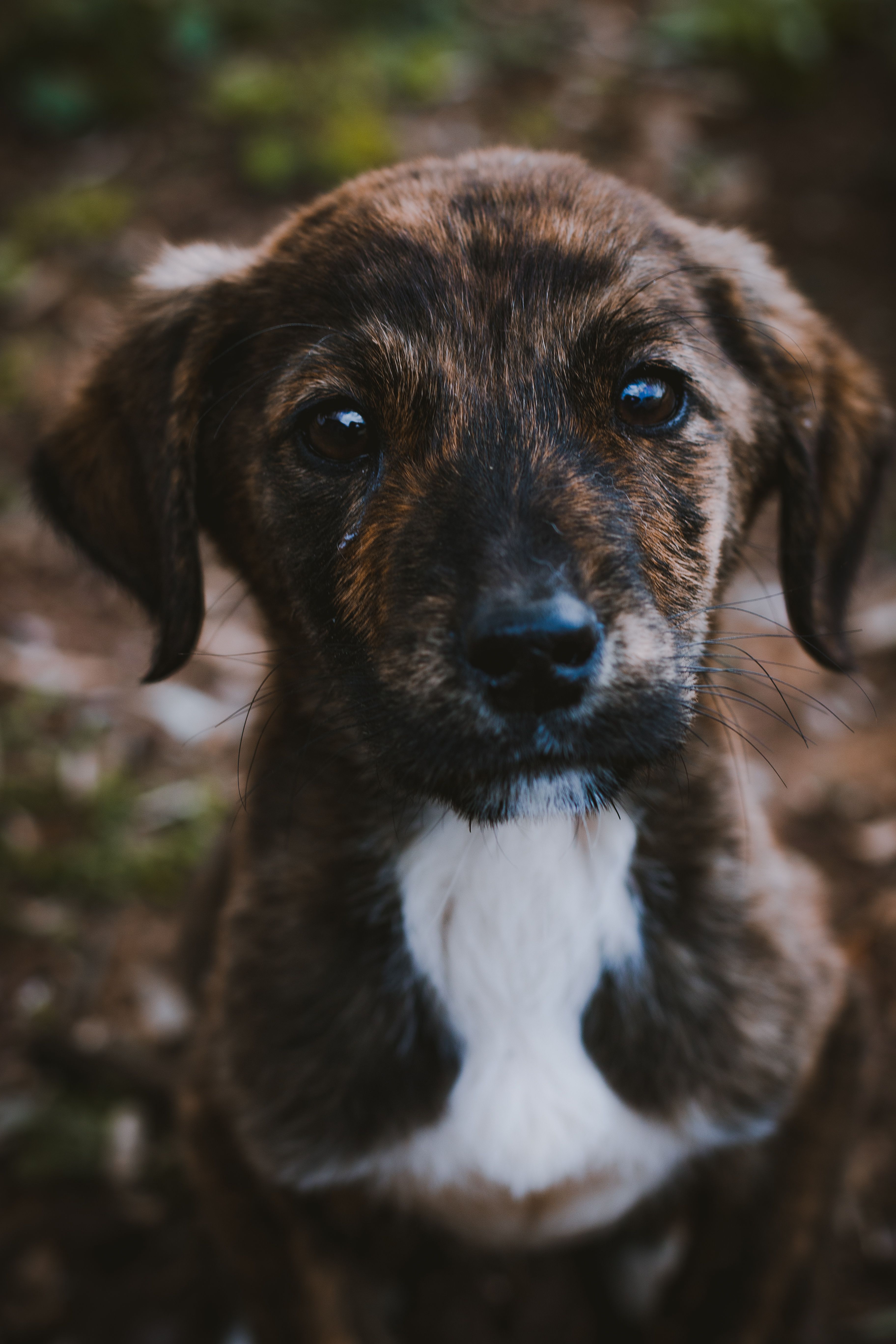 Brown Short Coated Dog on Macro Photograph · Free Stock Photo