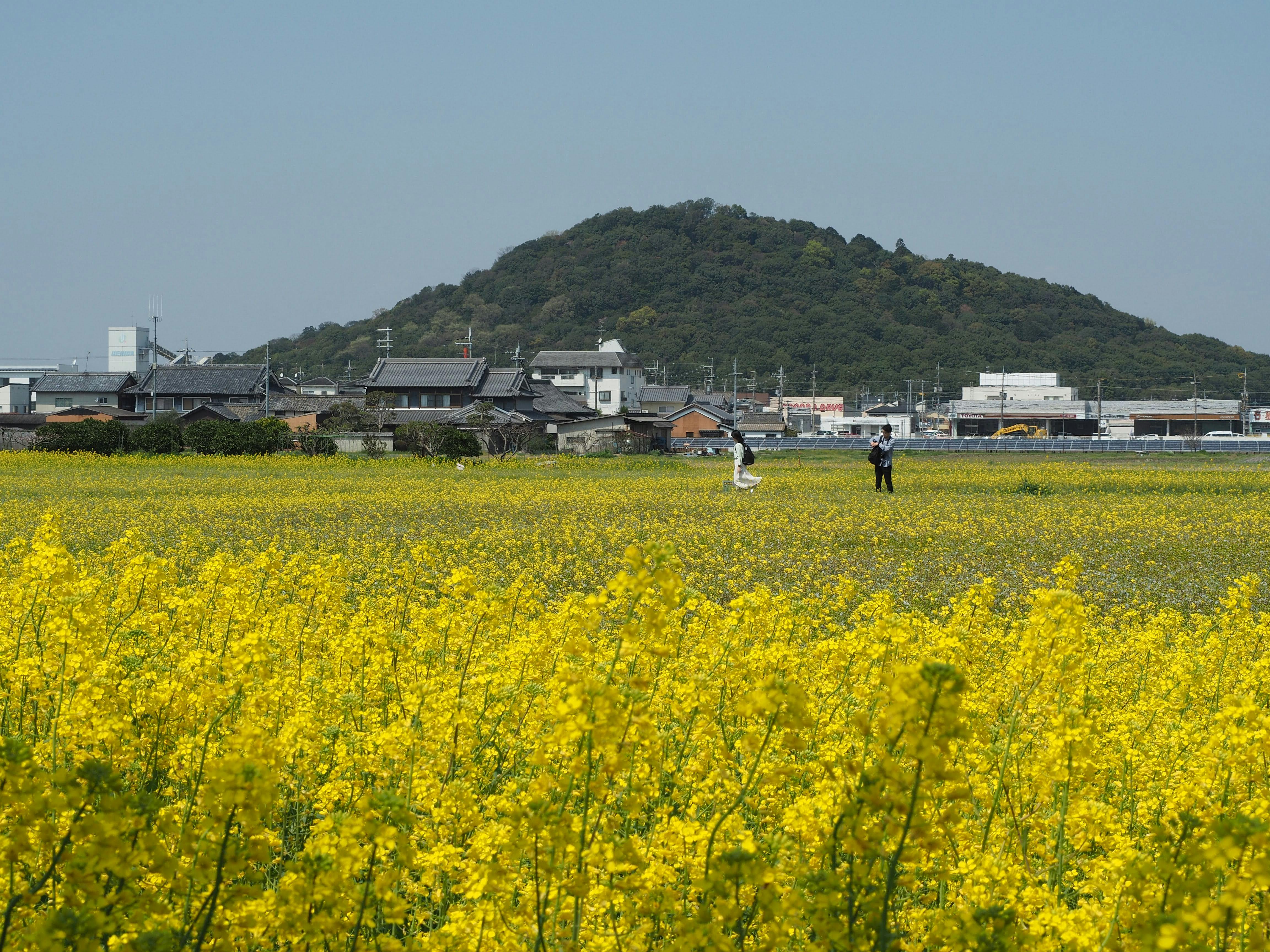 Daisuke Konishi - 사진