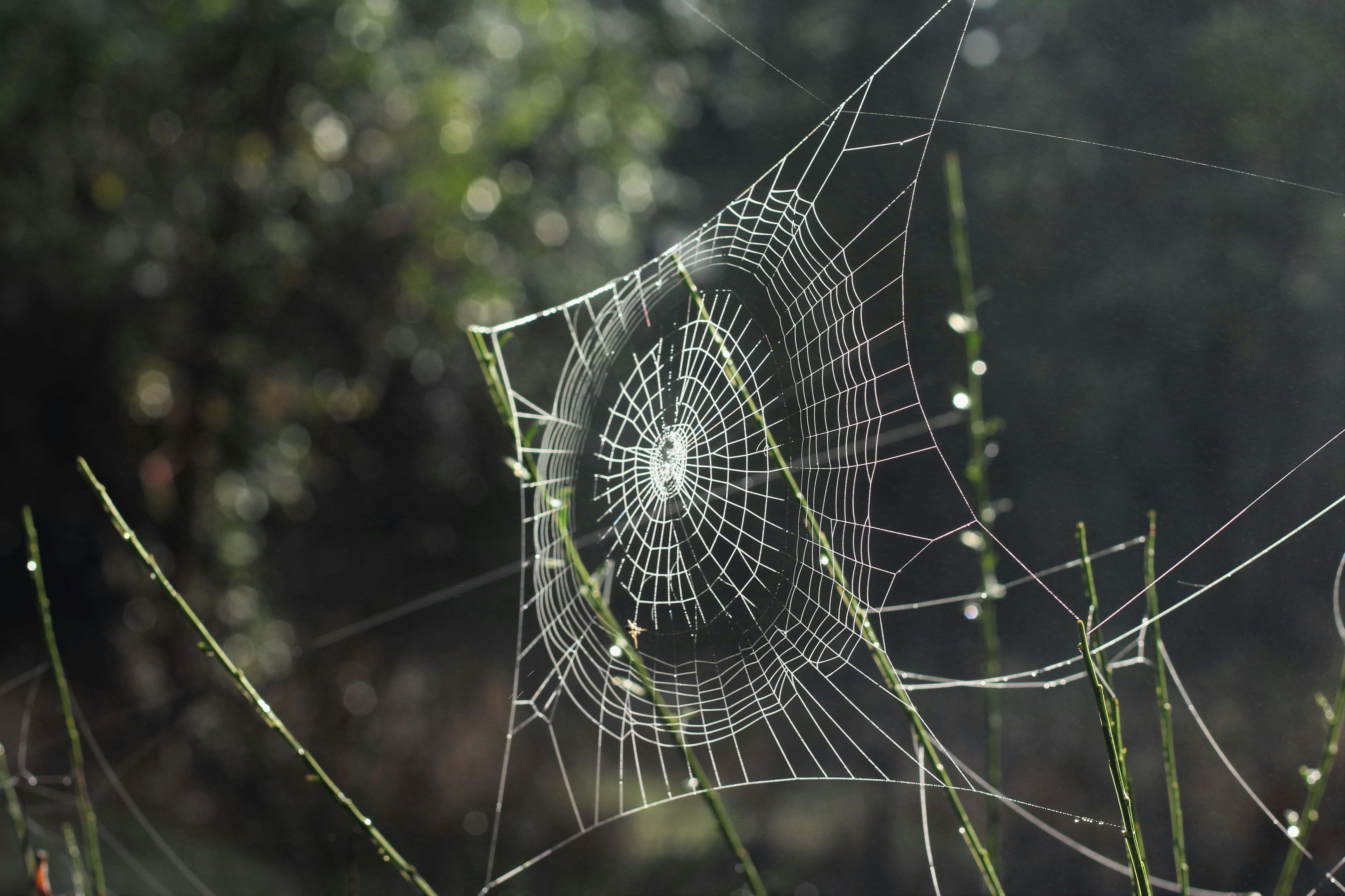 Spider Web Photos, Download The BEST Free Spider Web Stock Photos & HD ...