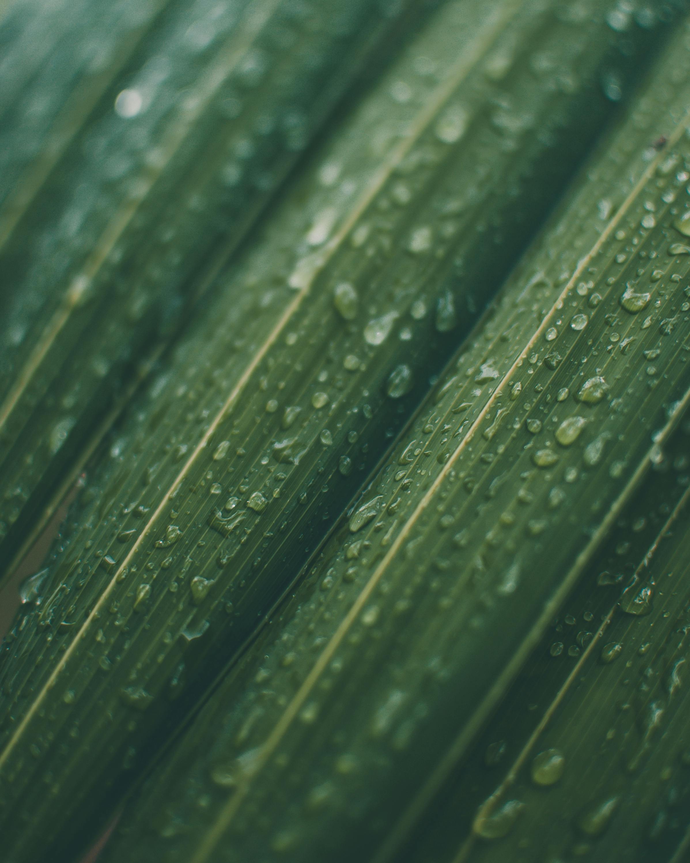 Green leaf with clear transparent drops · Free Stock Photo