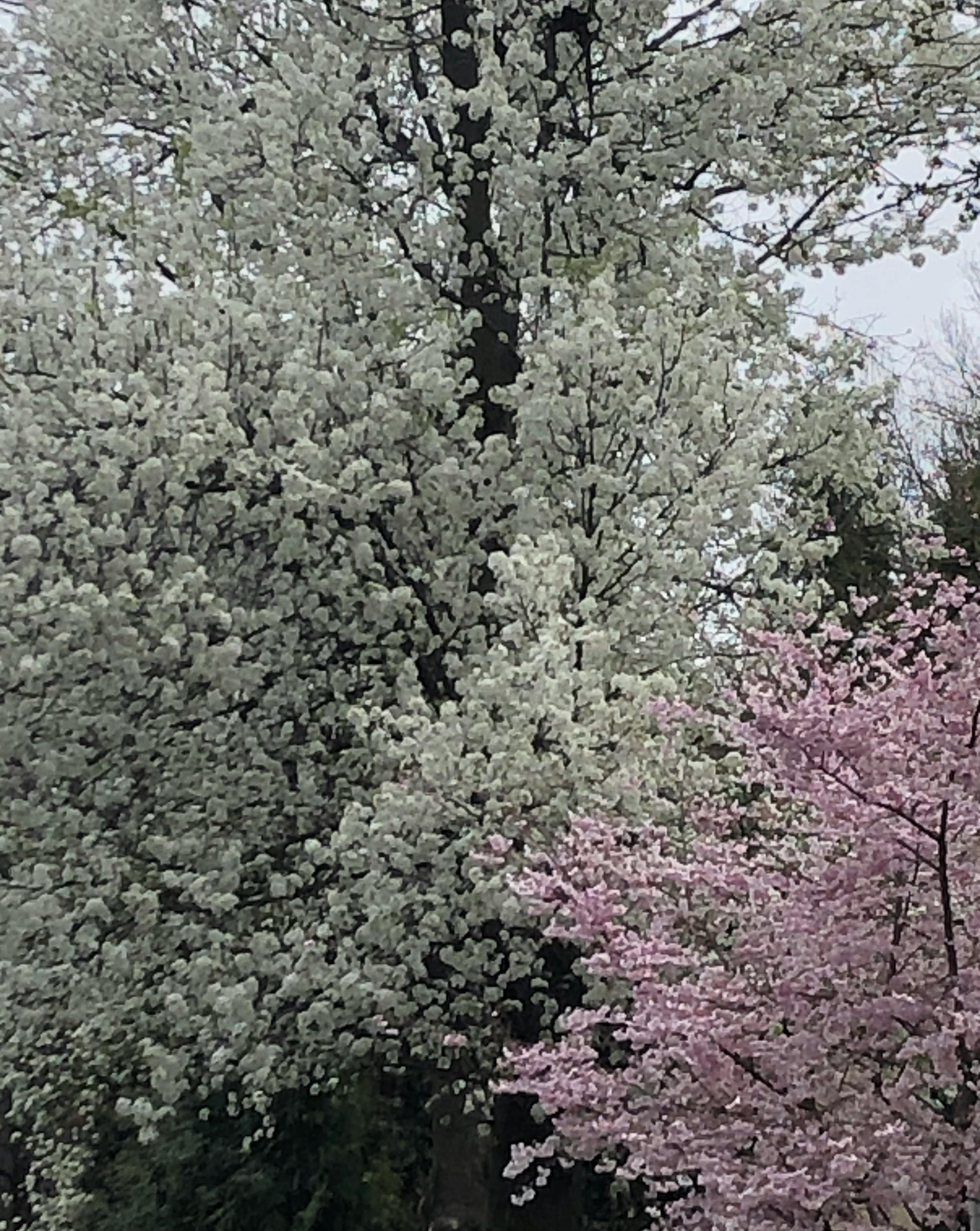 Chantal Raven - 摄影