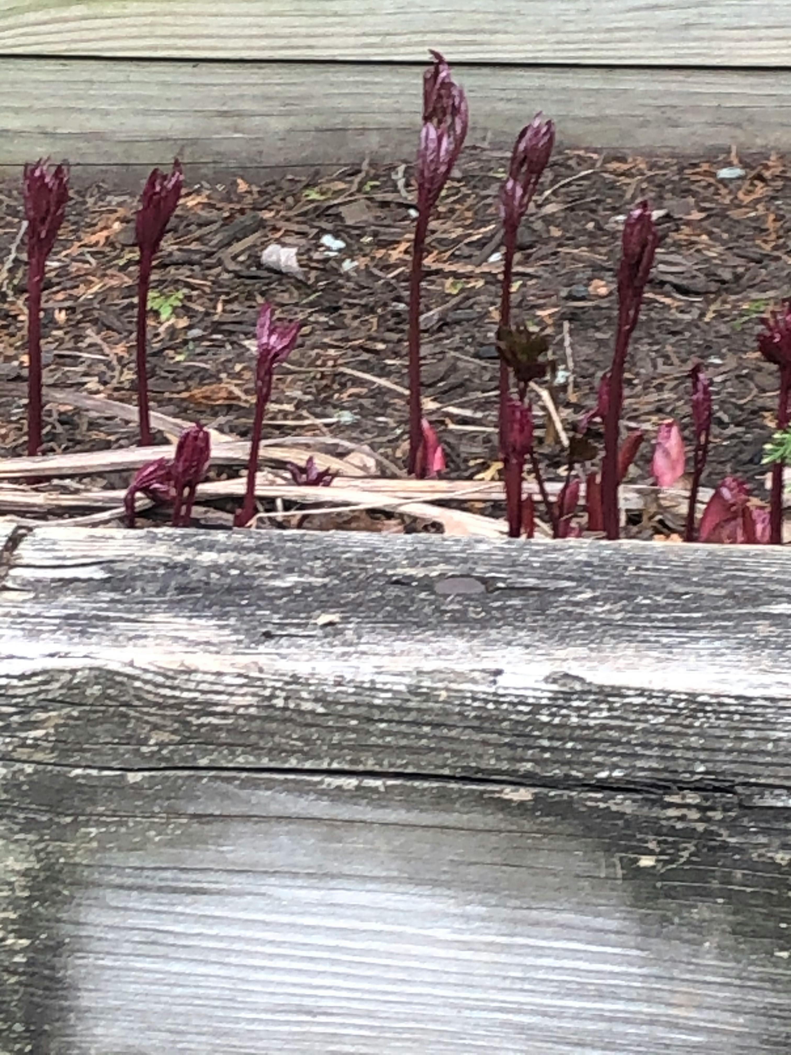 Chantal Raven - 摄影