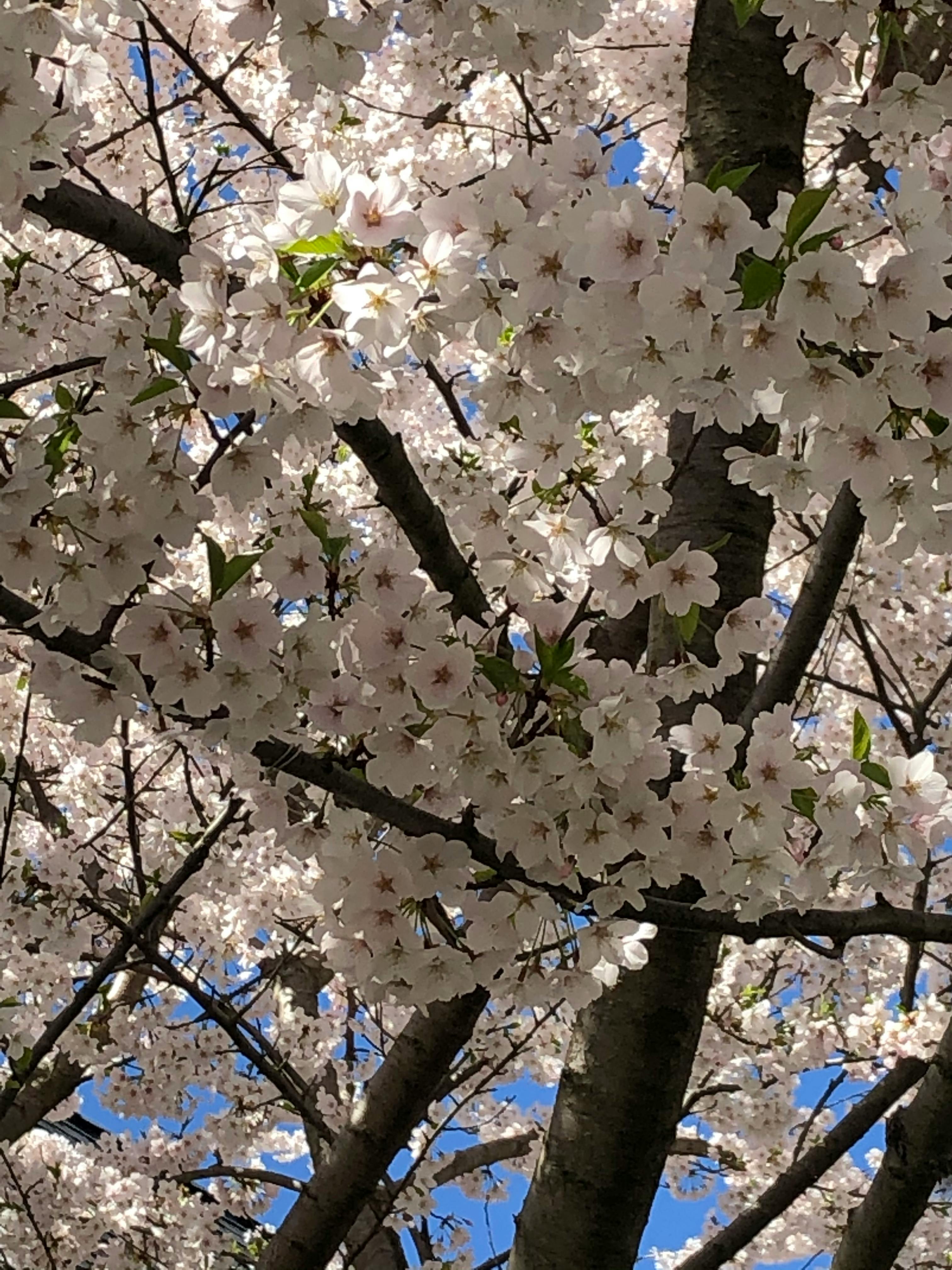 Chantal Raven - 摄影