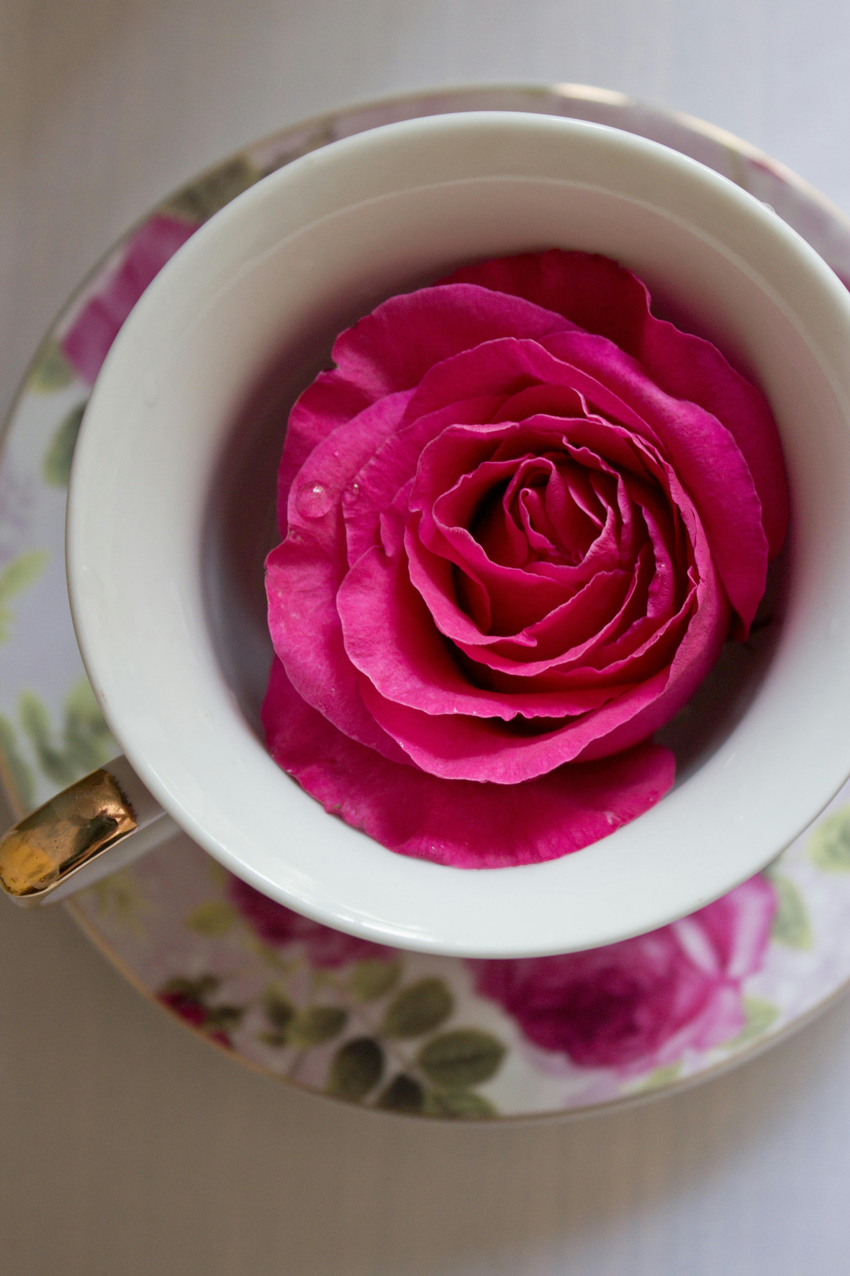 Bright pink rose with water drop in ceramic cup · Free Stock Photo