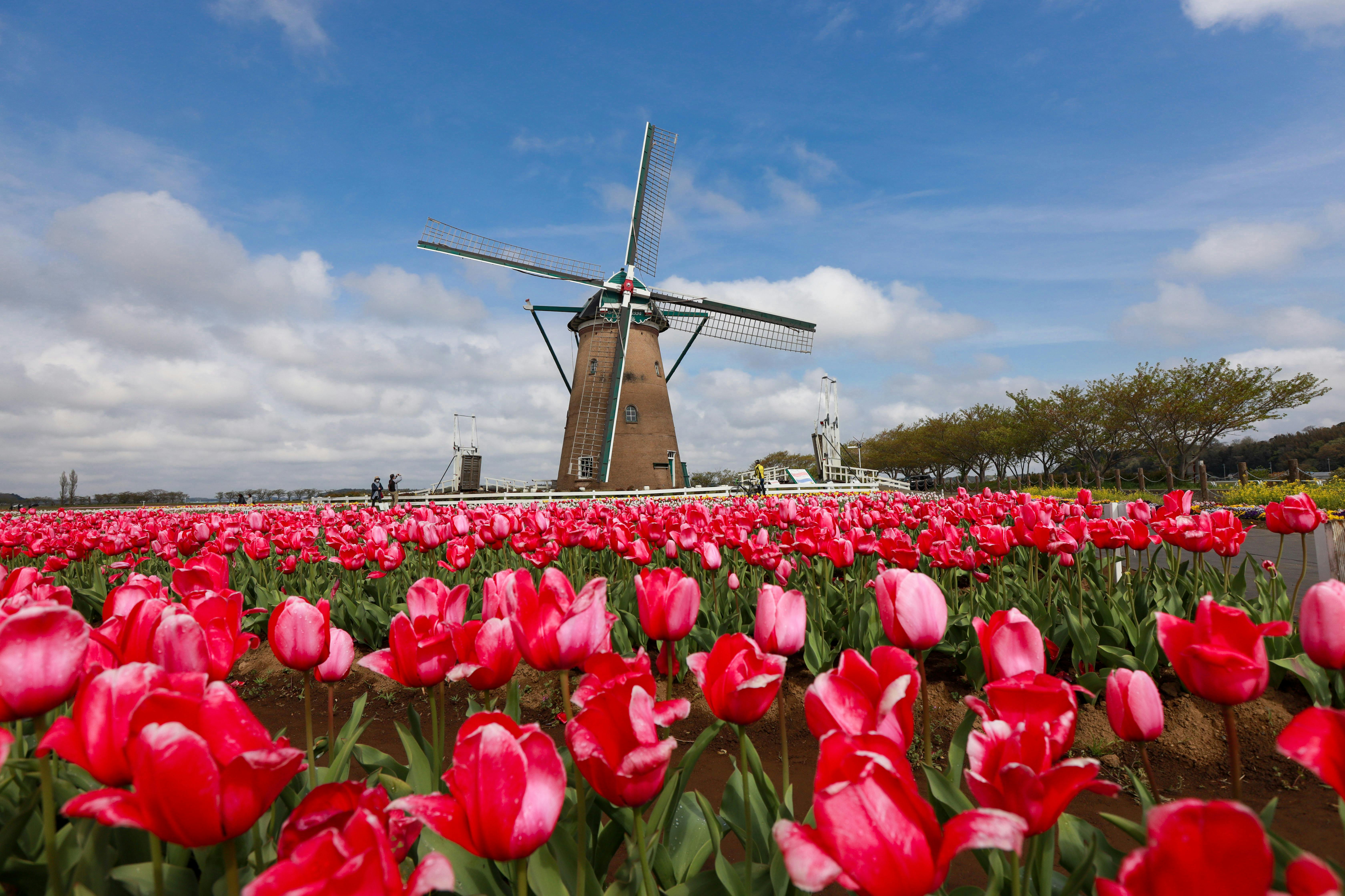 Blooming tulip field near windmill in countryside · Free Stock Photo