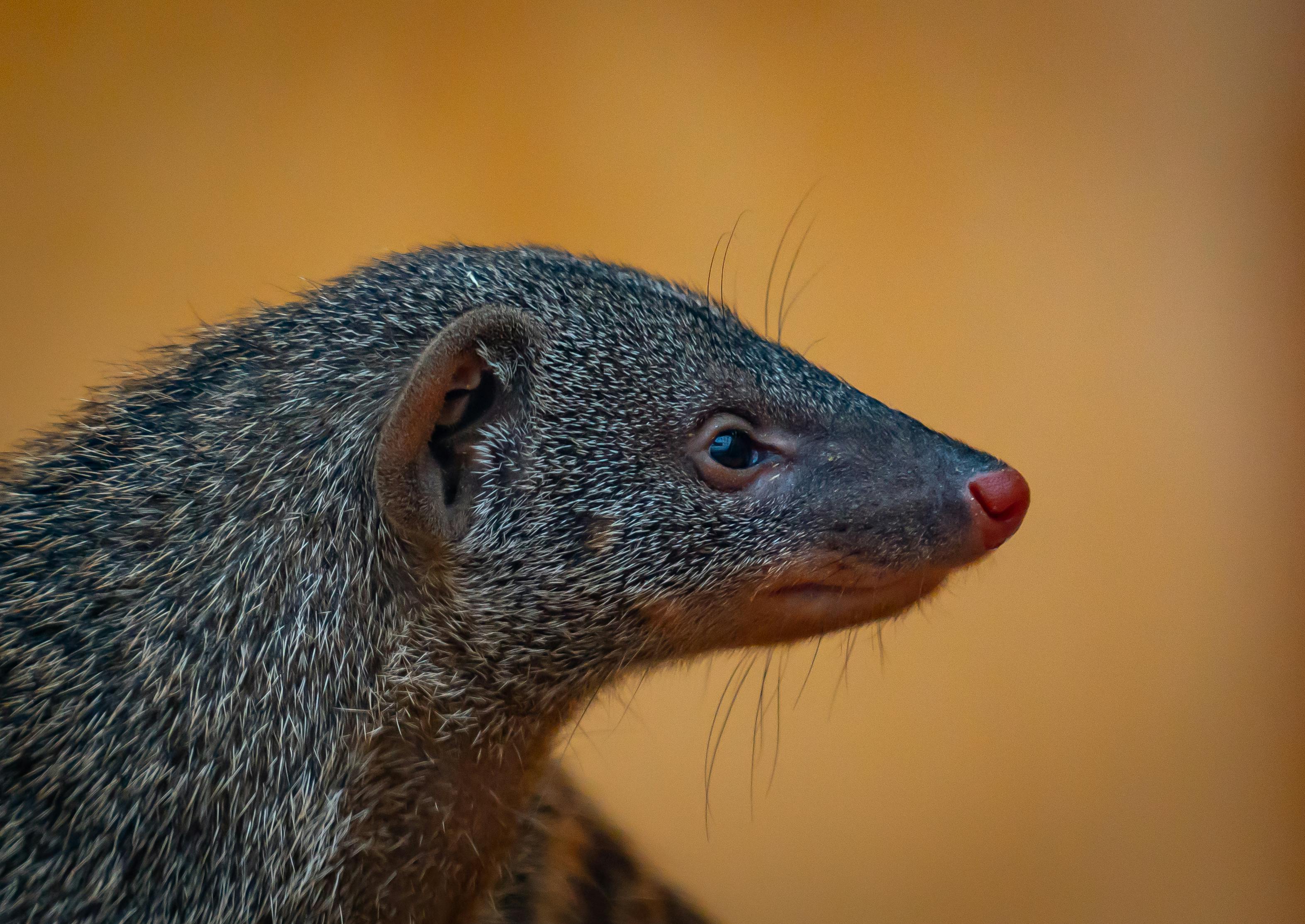 Close-Up Shot of a Mongoose · Free Stock Photo
