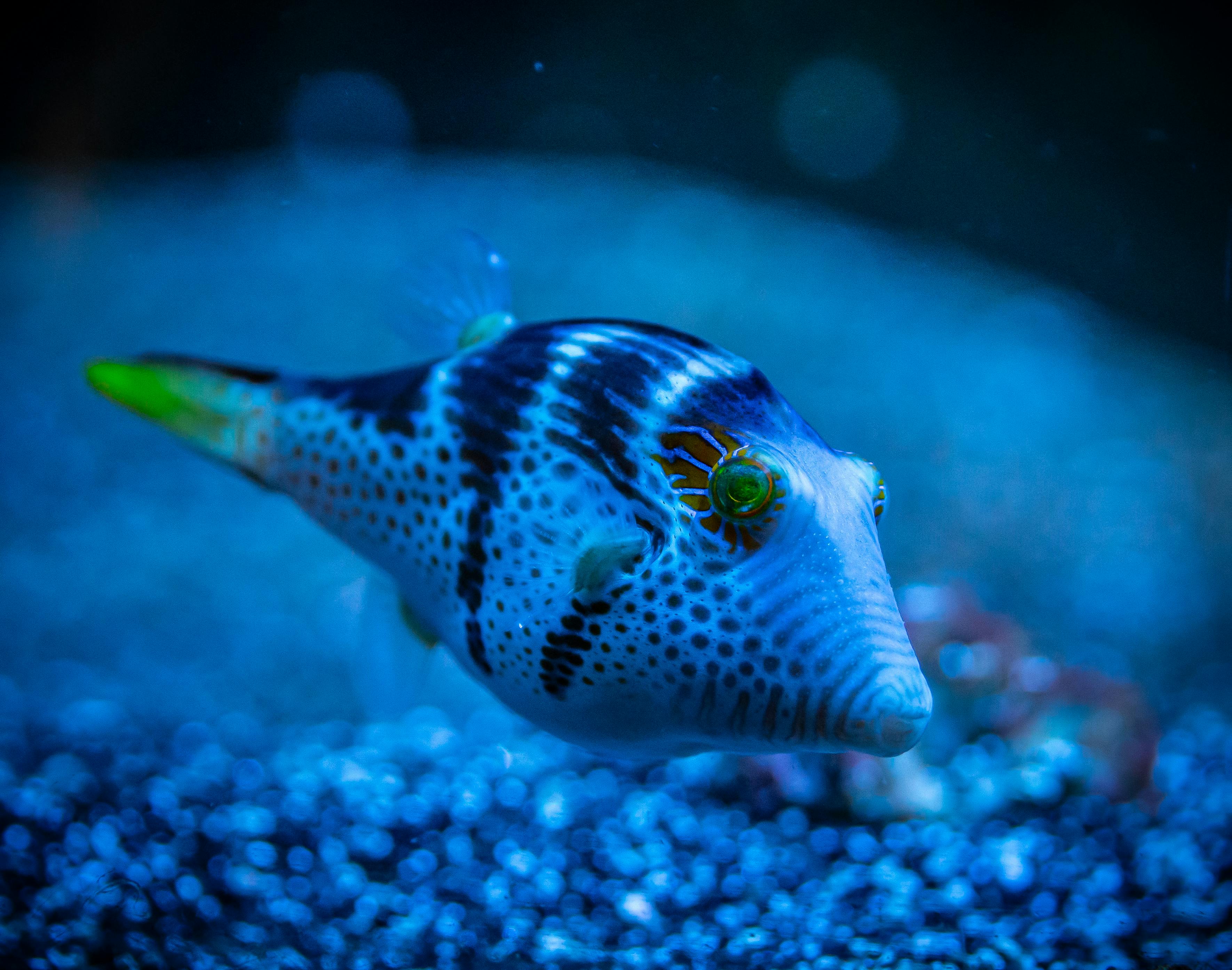 Close-up of Fish Swimming in Blue Water · Free Stock Photo