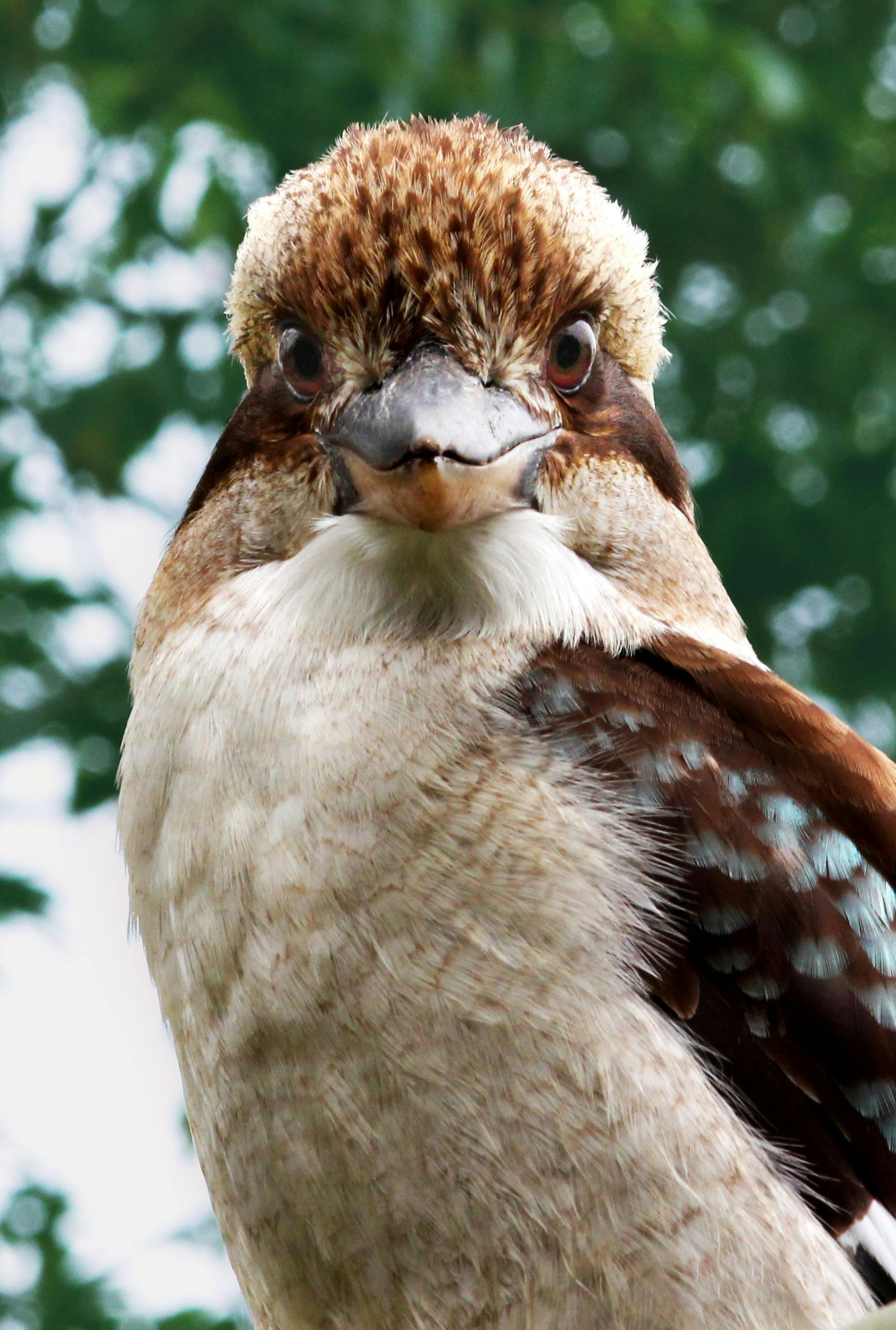 Close-Up Shot of a Bird · Free Stock Photo
