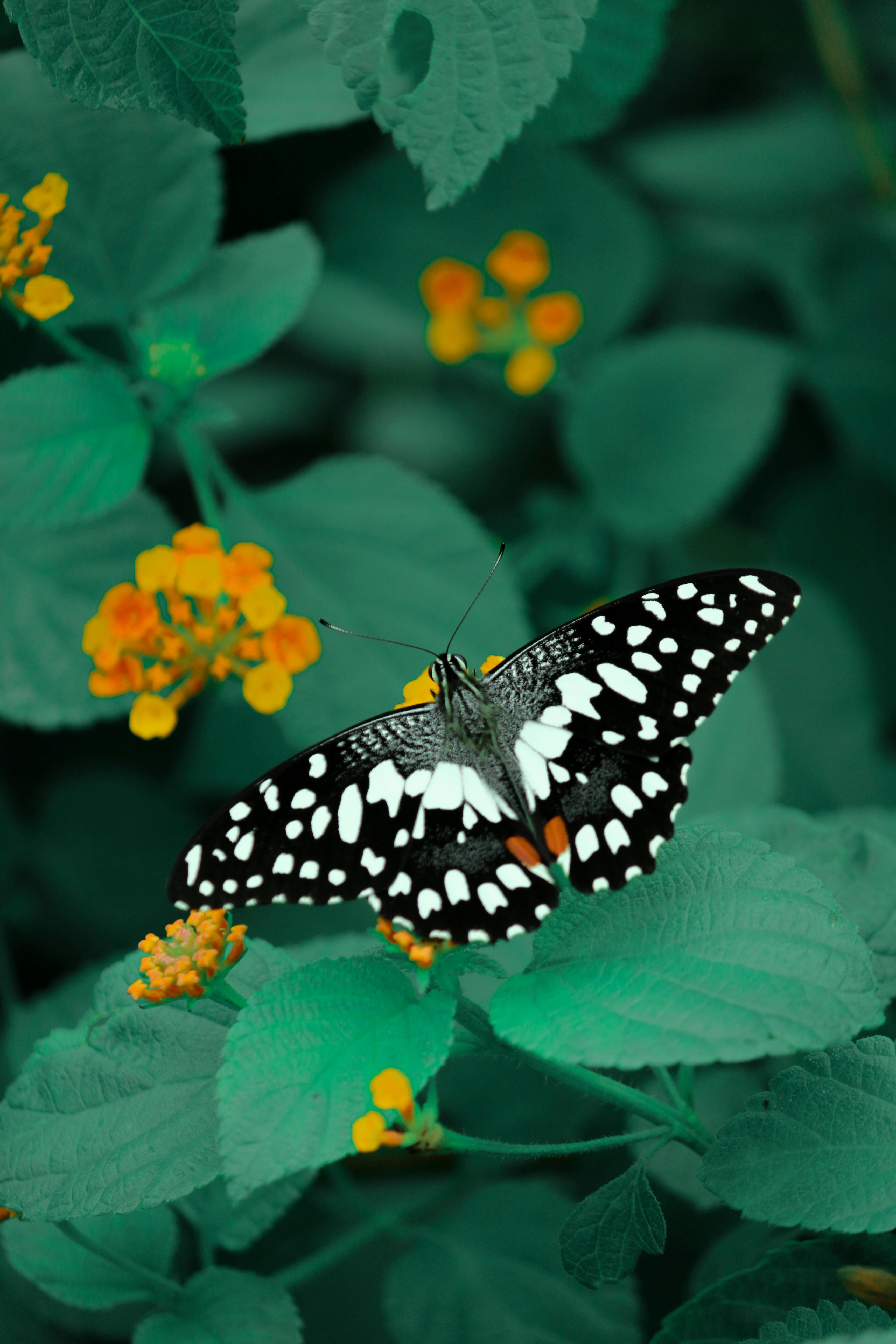 Bright butterfly feeding flower pollen in garden · Free Stock Photo