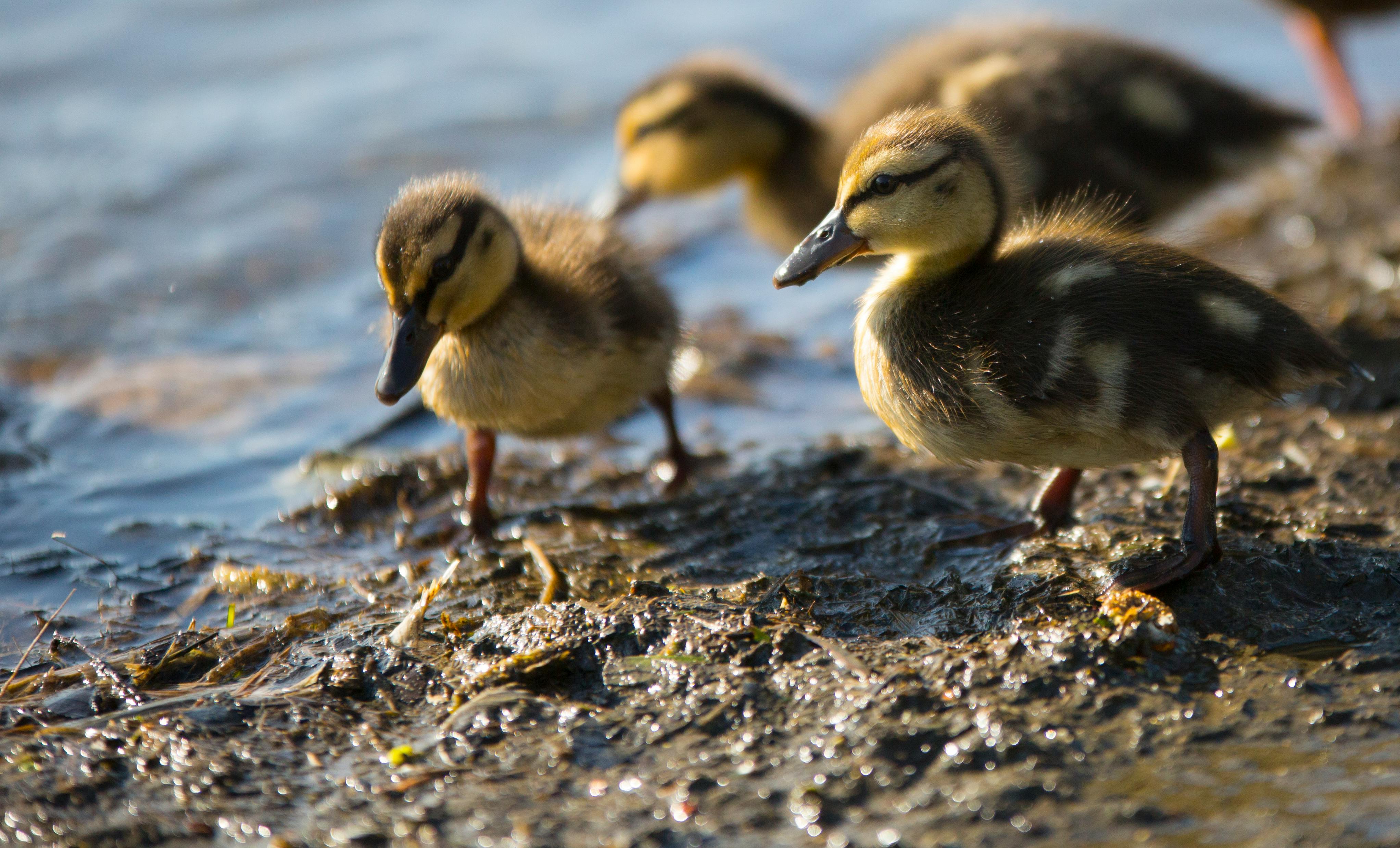 Little Duck Photos, Download The BEST Free Little Duck Stock Photos ...