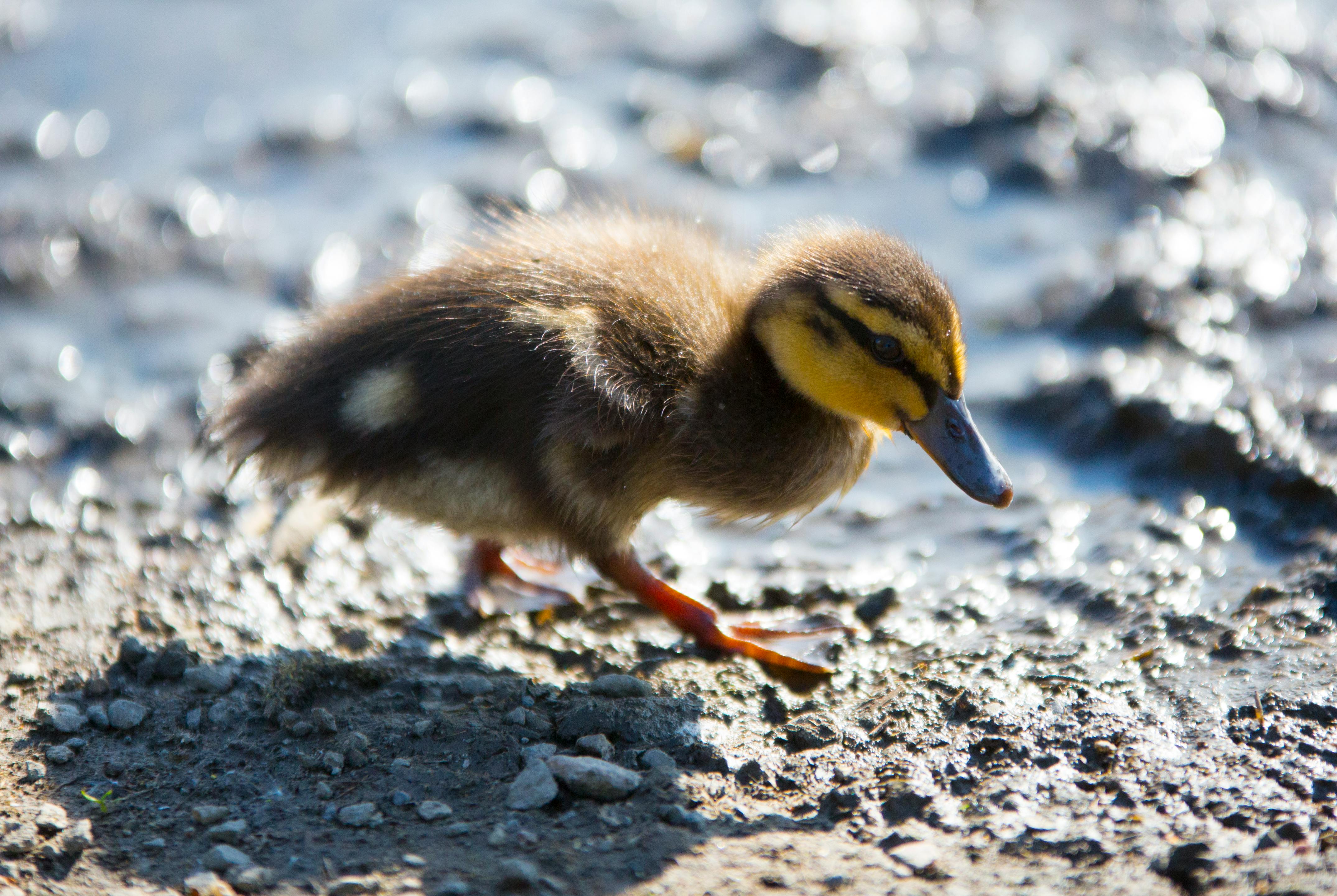 Little Duck Photos, Download The BEST Free Little Duck Stock Photos ...