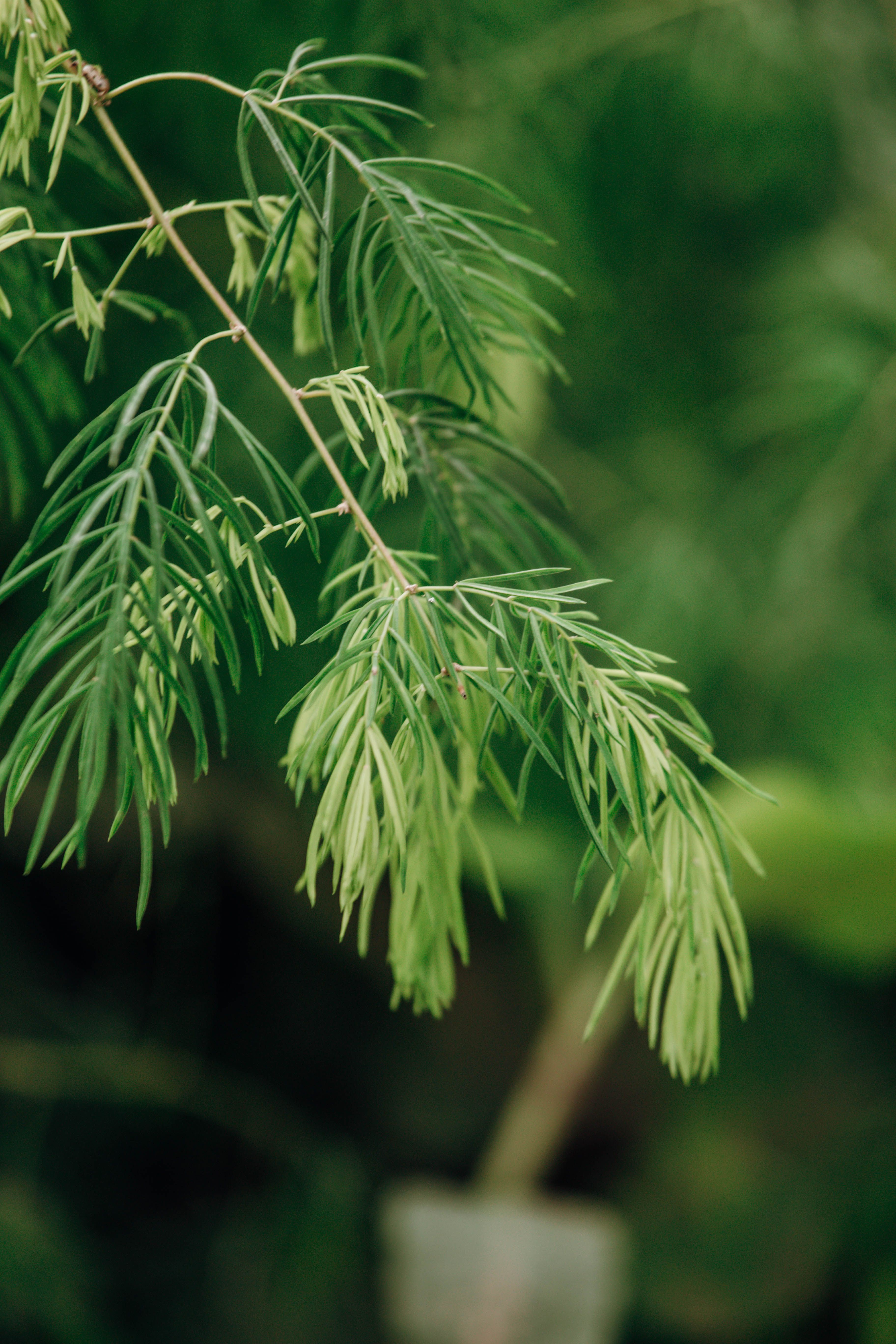 Sprig of plant near wall · Free Stock Photo