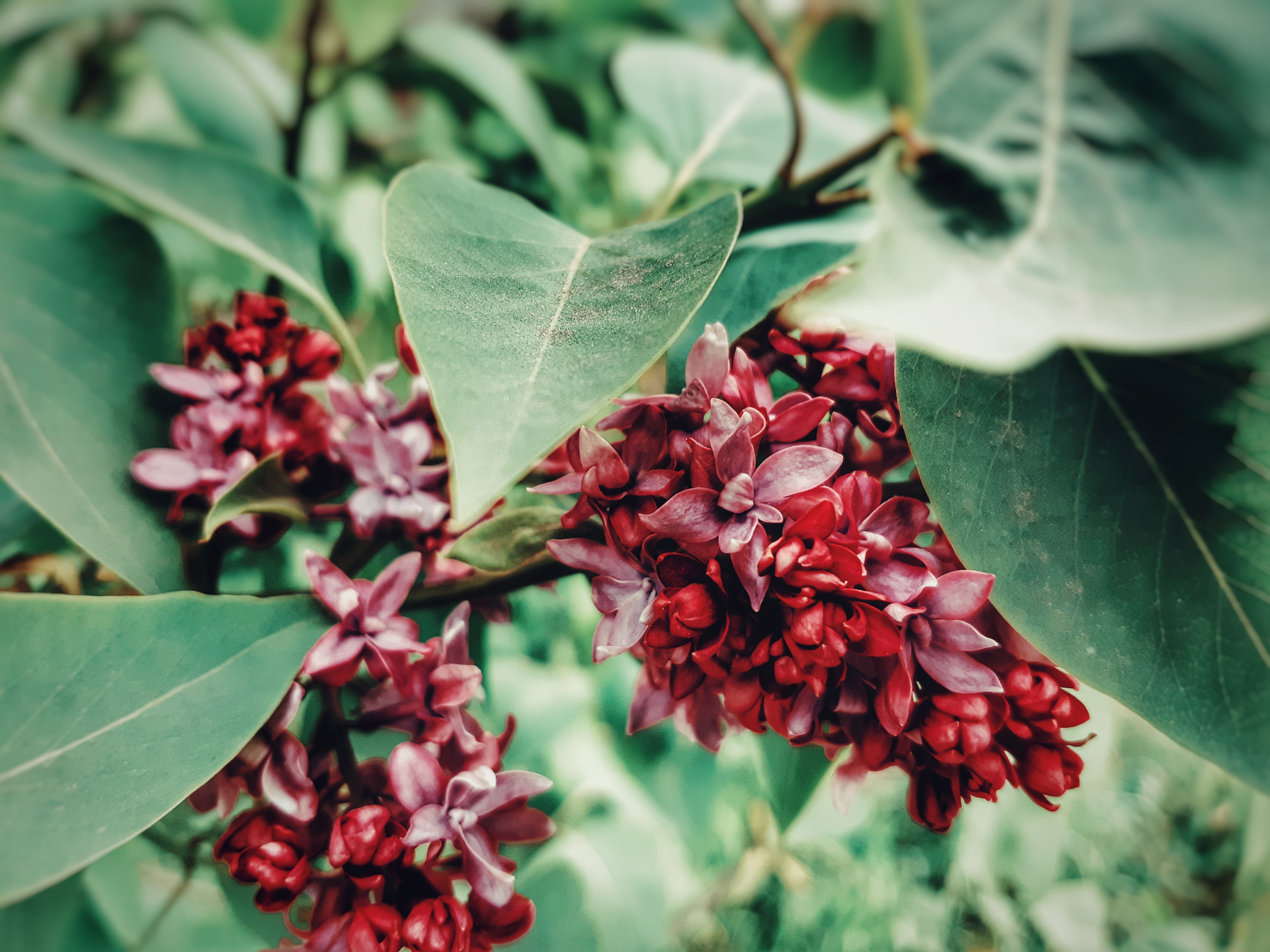 Bright blooming red flowers with pointed leaves · Free Stock Photo