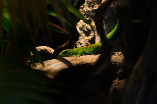 Forest Lizard Photos, Download The BEST Free Forest Lizard Stock Photos ...