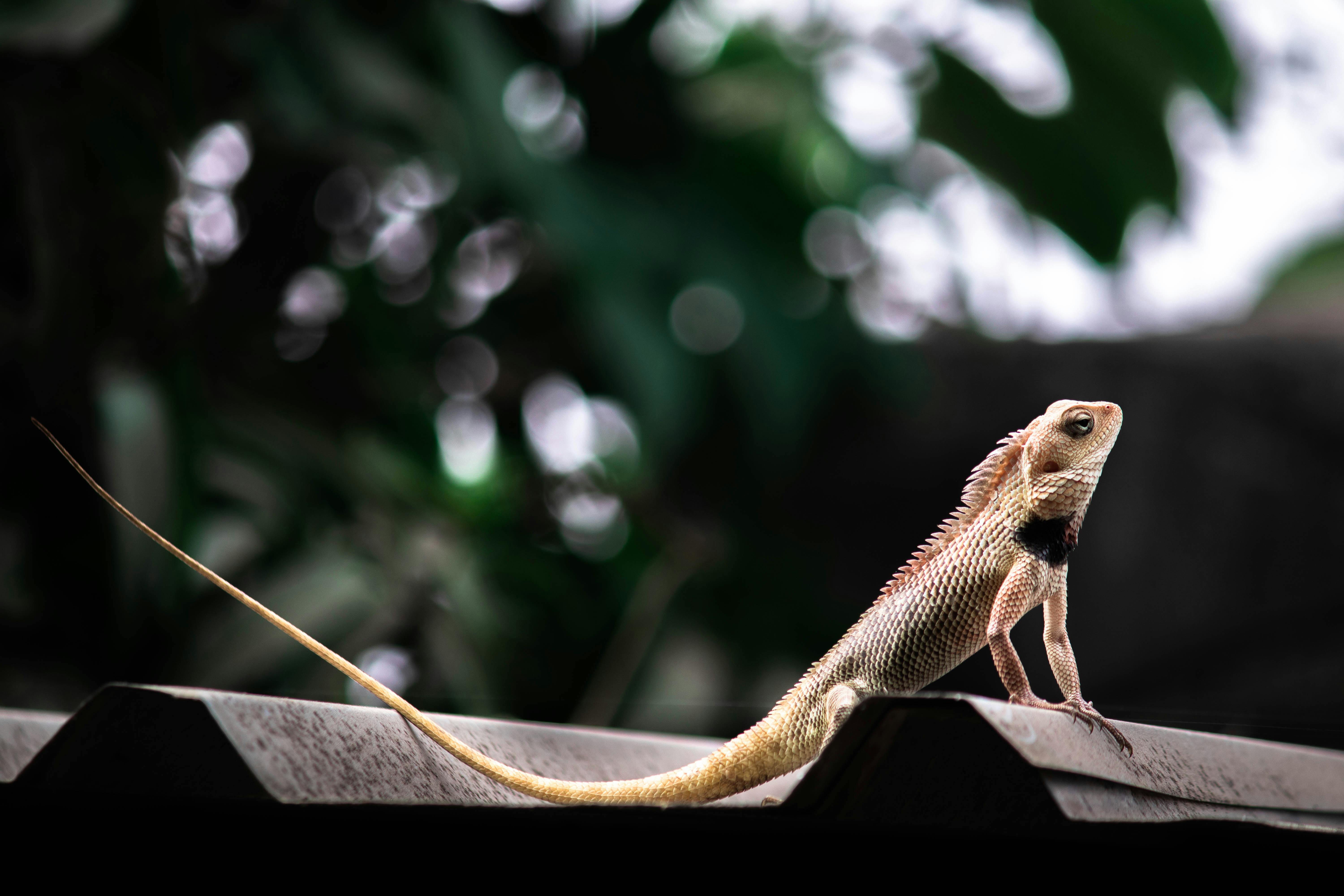 Photo of Single Lizard · Free Stock Photo
