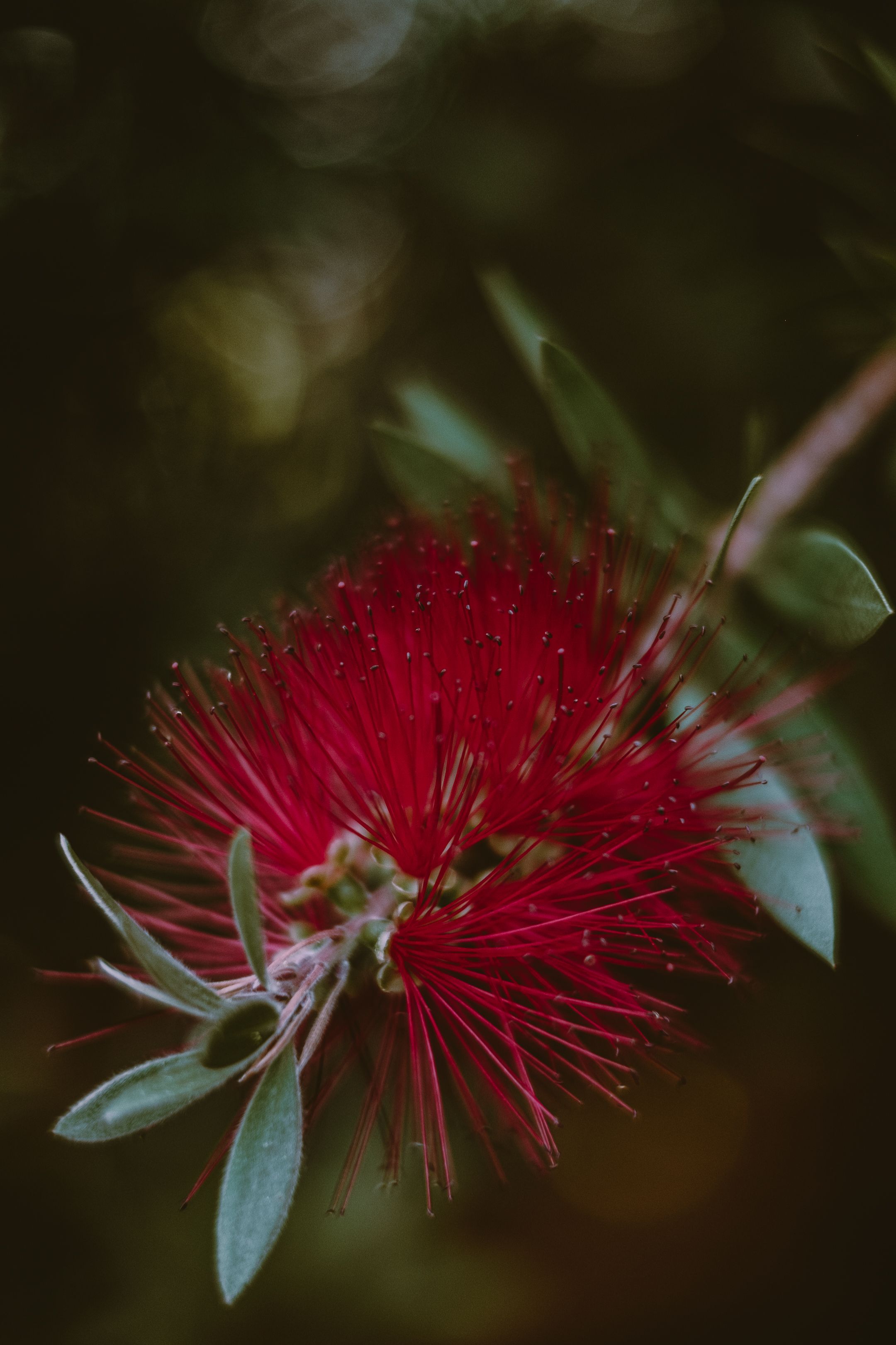 Night Bloom Photos Download The Best Free Night Bloom Stock Photos
