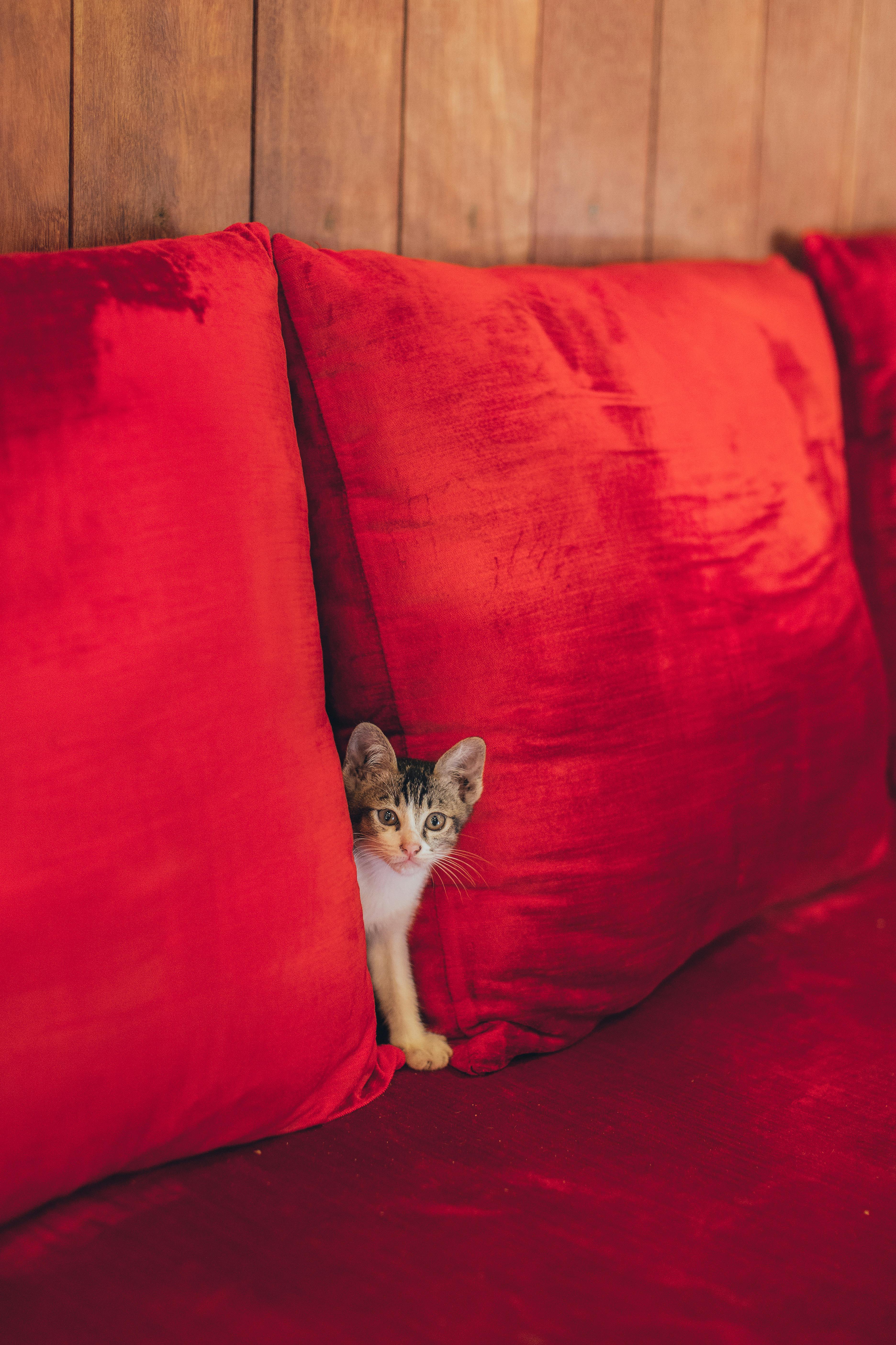Adorable little cat standing on couch between pillows · Free Stock Photo