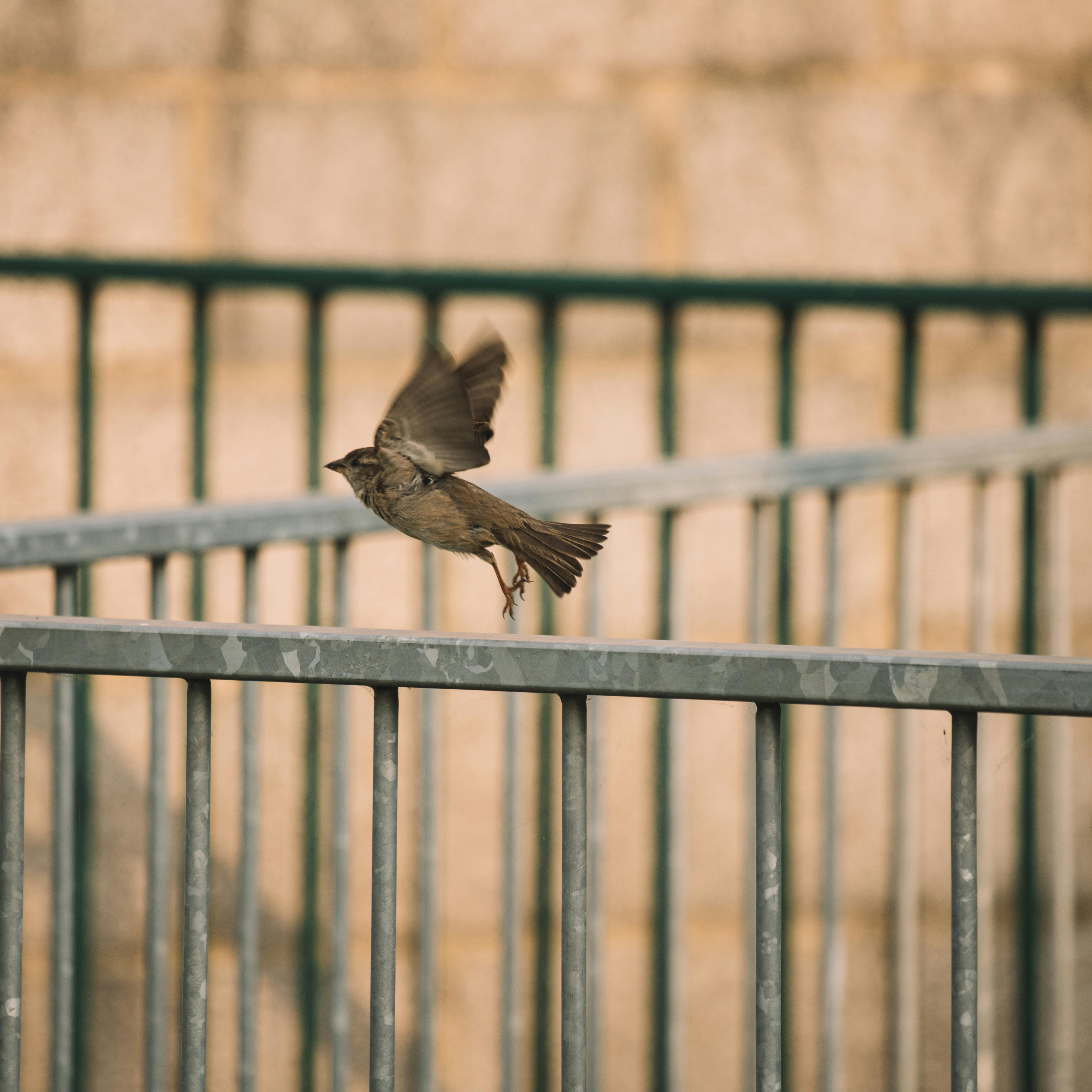 Bird Taking Off Photos, Download The BEST Free Bird Taking Off Stock ...