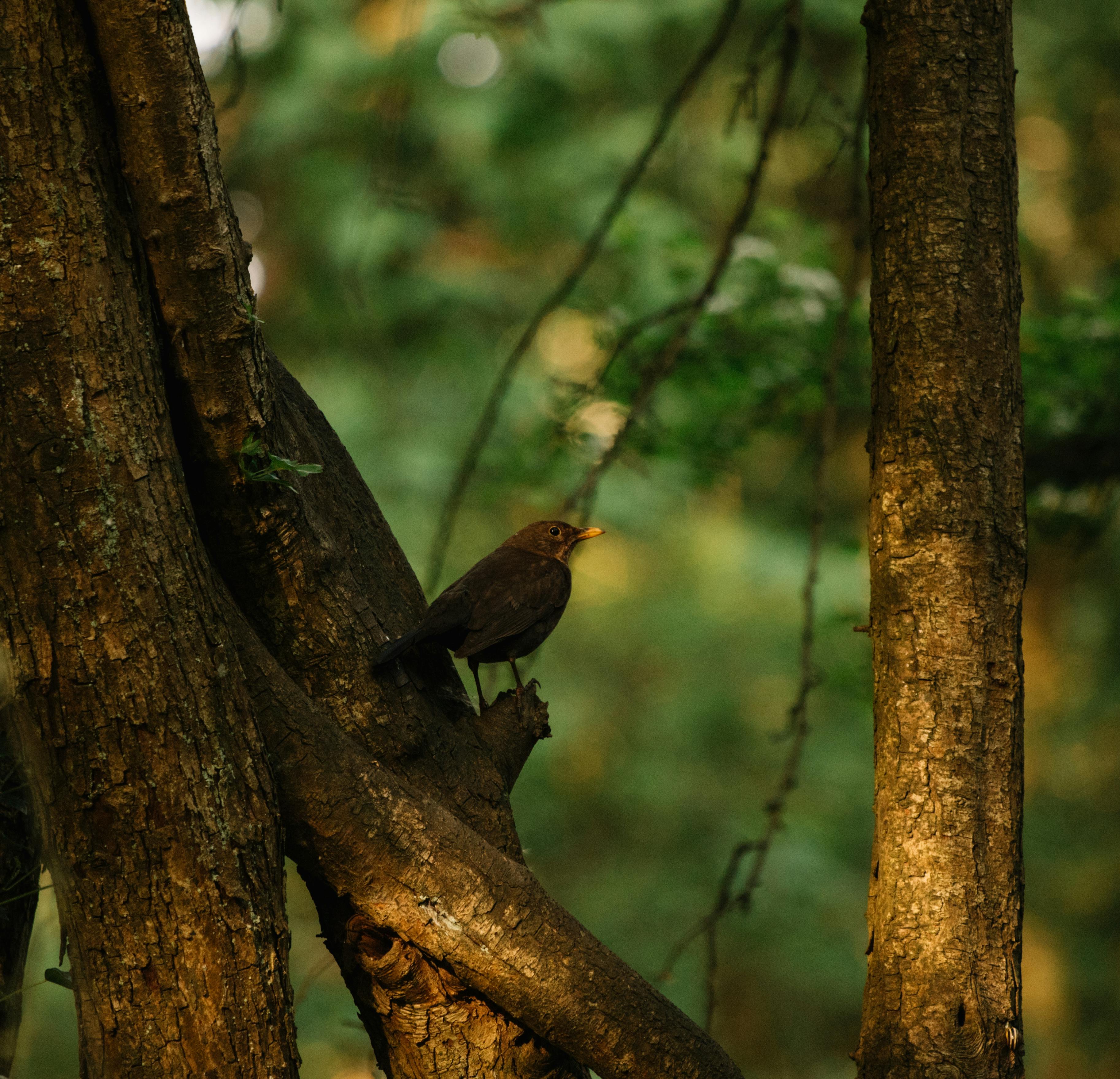 Black Bird on Tree Branch · Free Stock Photo