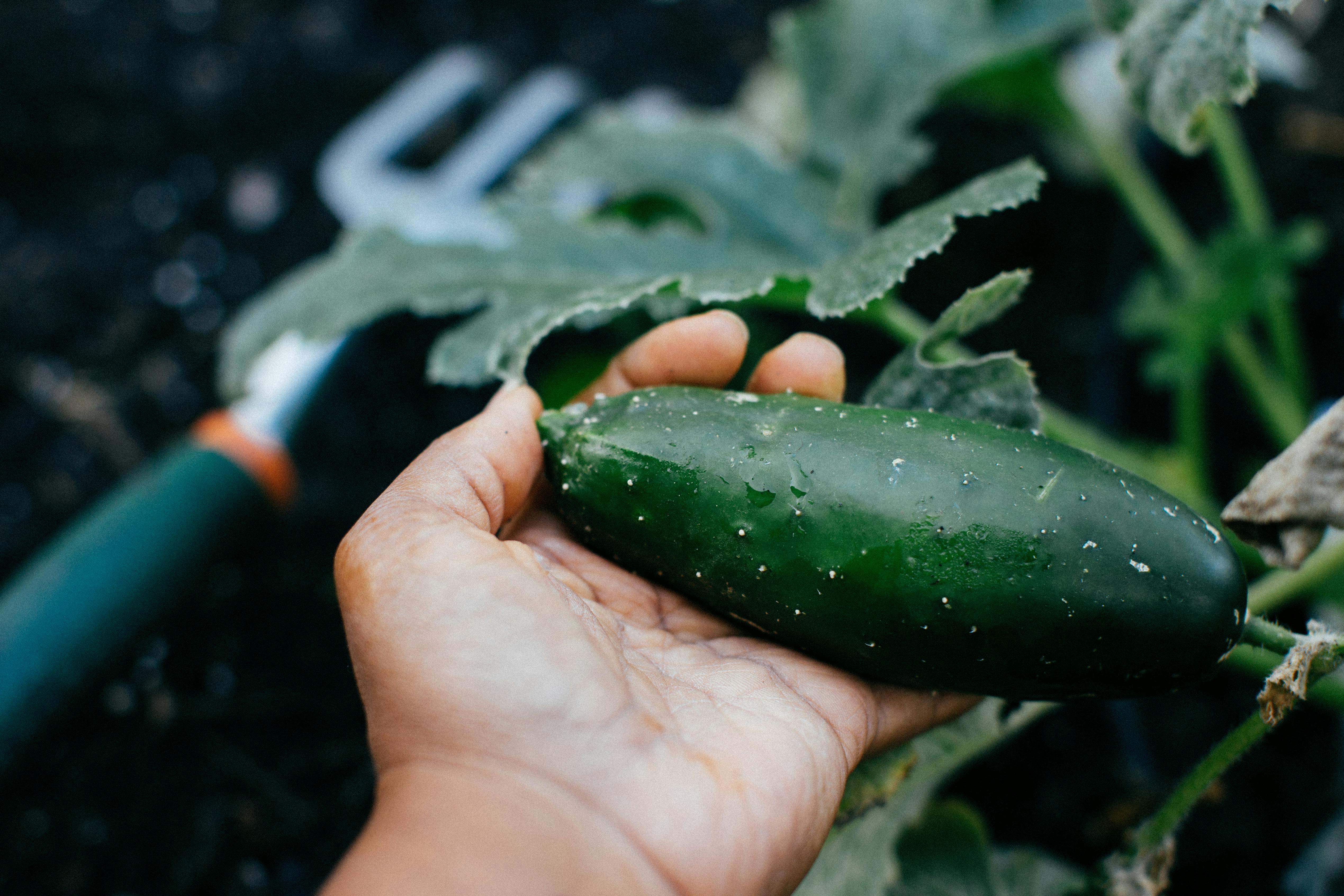 Photo of a Green Cucumber on a Person's Hand · Free Stock Photo