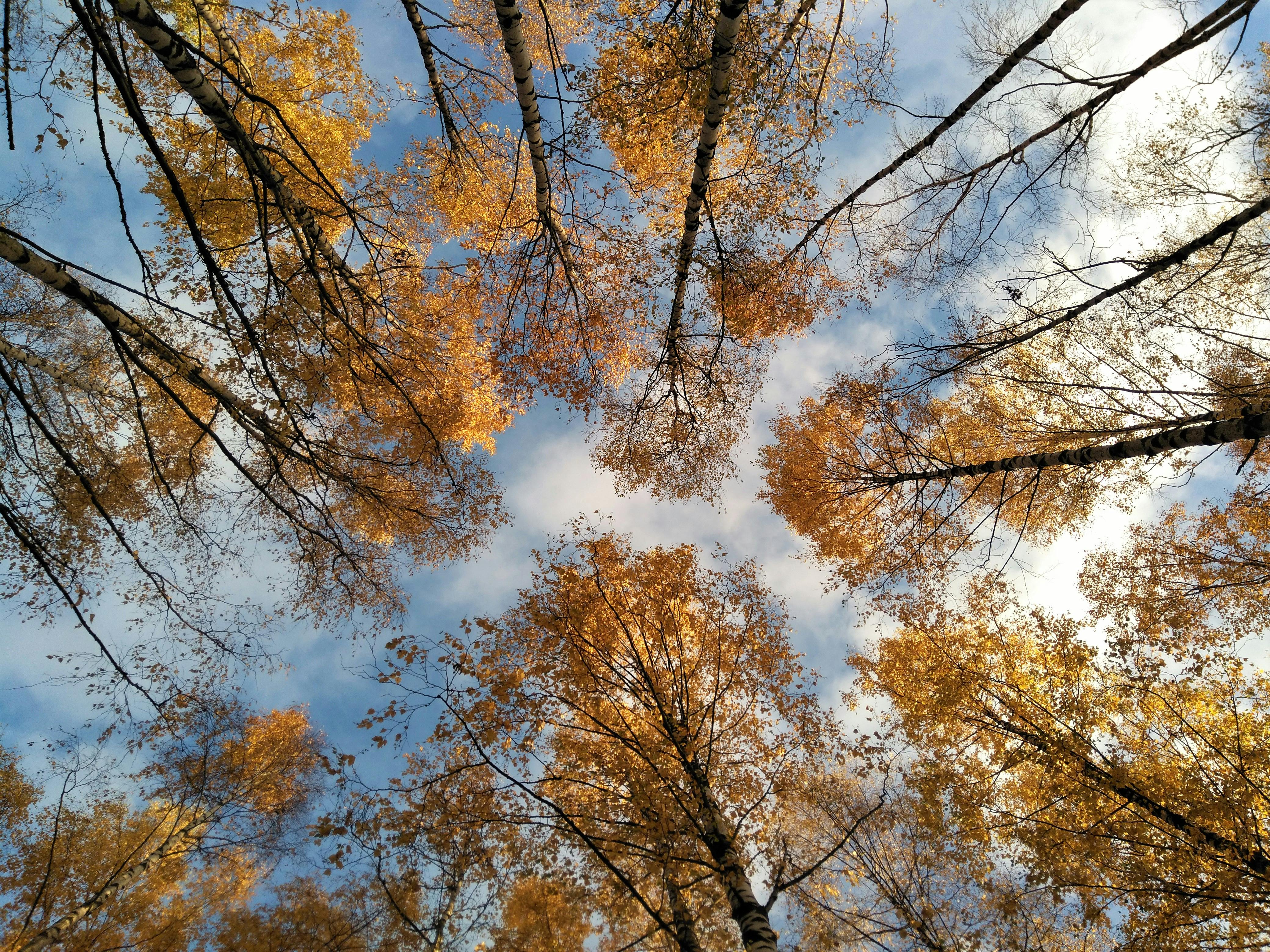 Golden Leaves on Trees in a Forest · Free Stock Photo