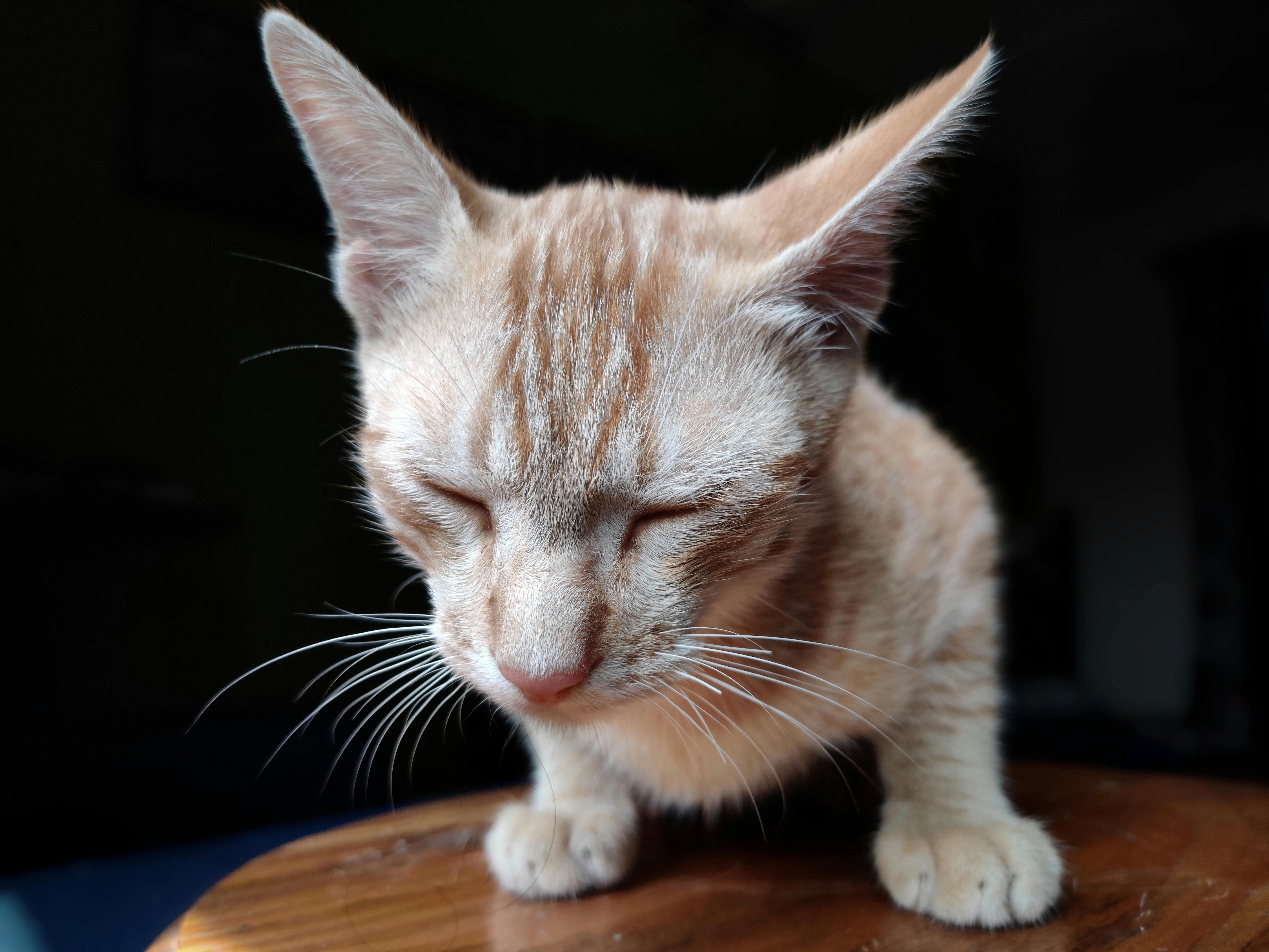 Cats 9 Photos & Videos Collected by Jim Ankan Deka