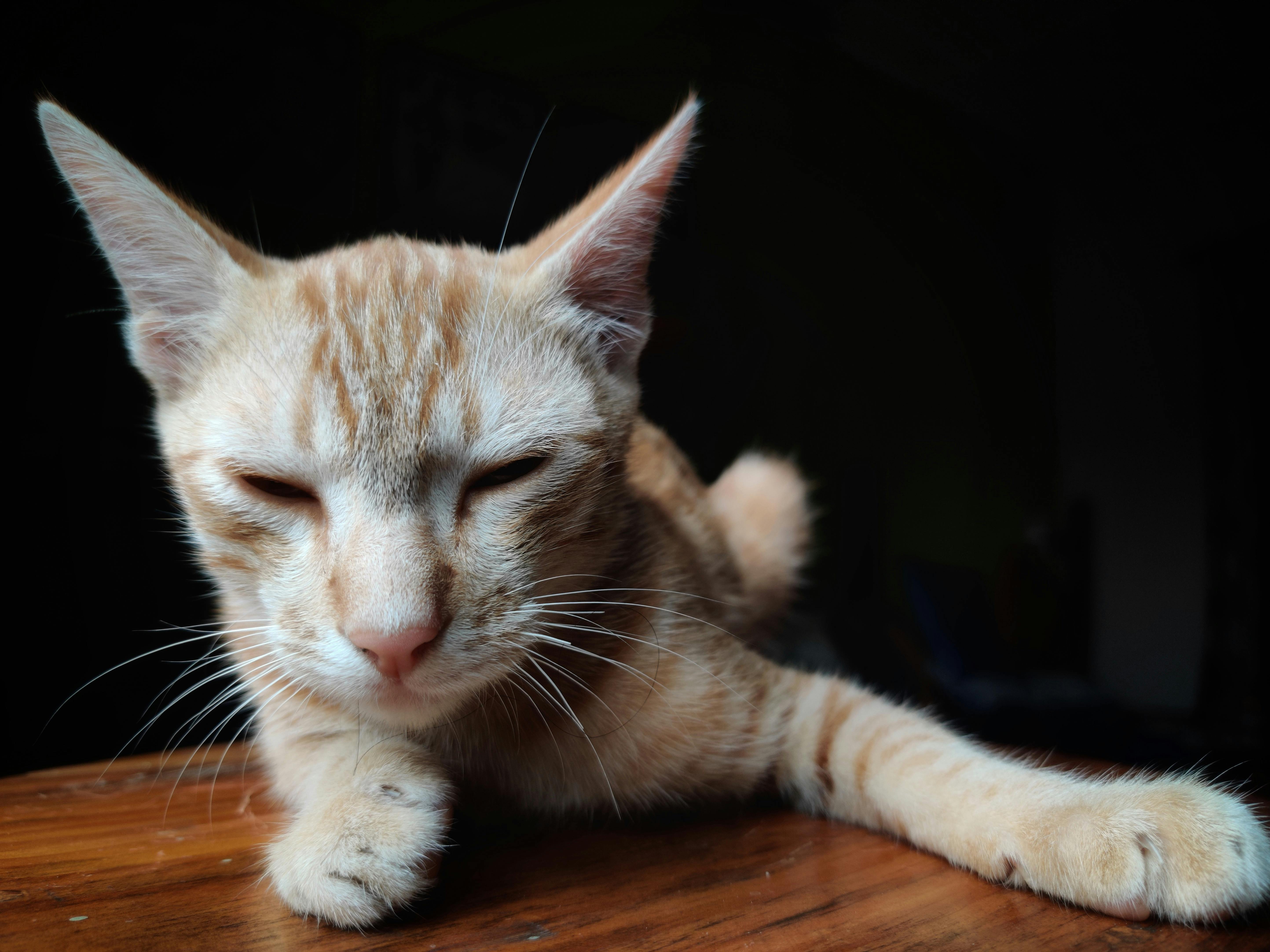 Cats 9 Photos & Videos Collected by Jim Ankan Deka