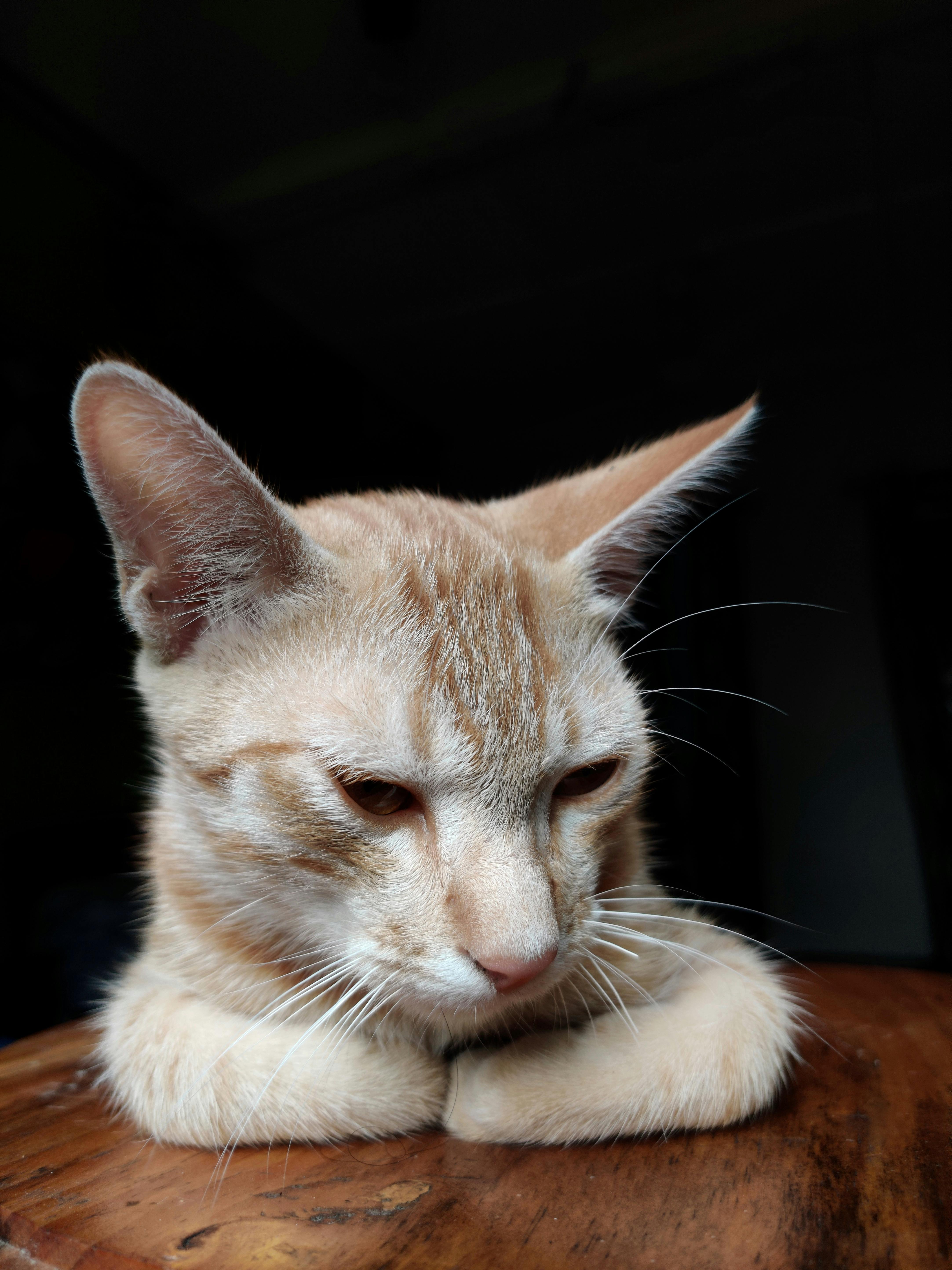 Cats 9 Photos & Videos Collected by Jim Ankan Deka