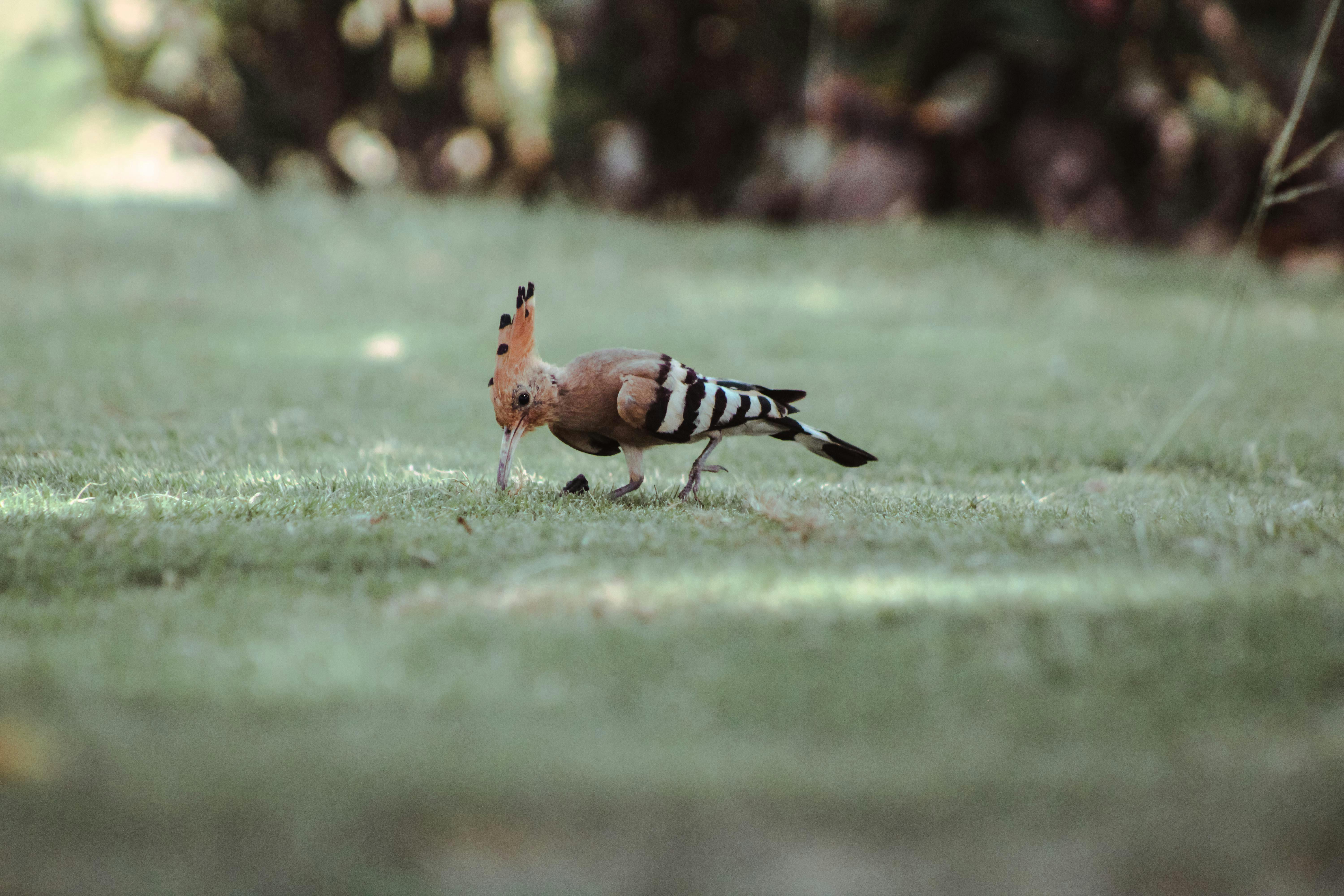 Close-Up Shot of a Hoopoe · Free Stock Photo